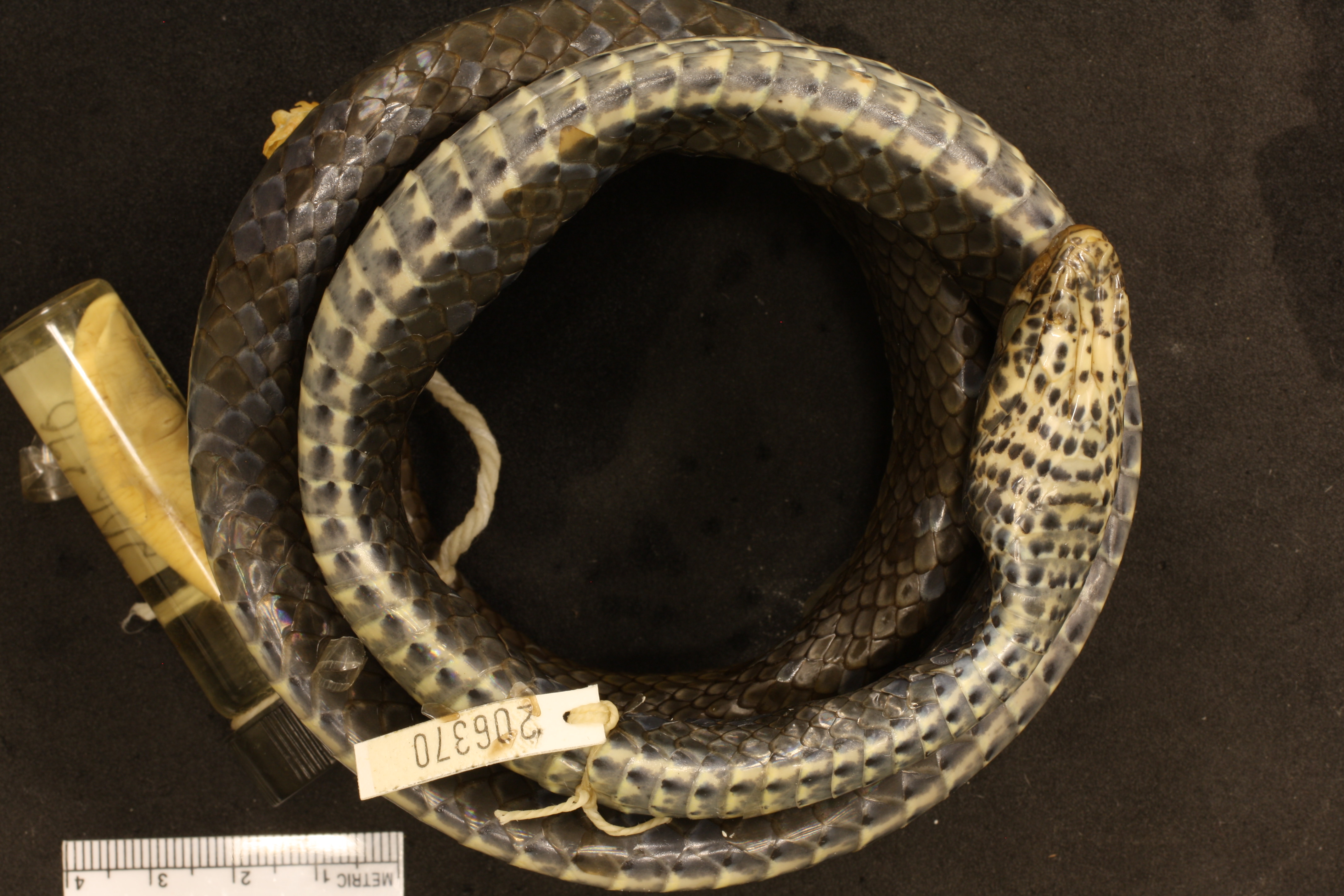 FMNH 206370 | Zoological Collections