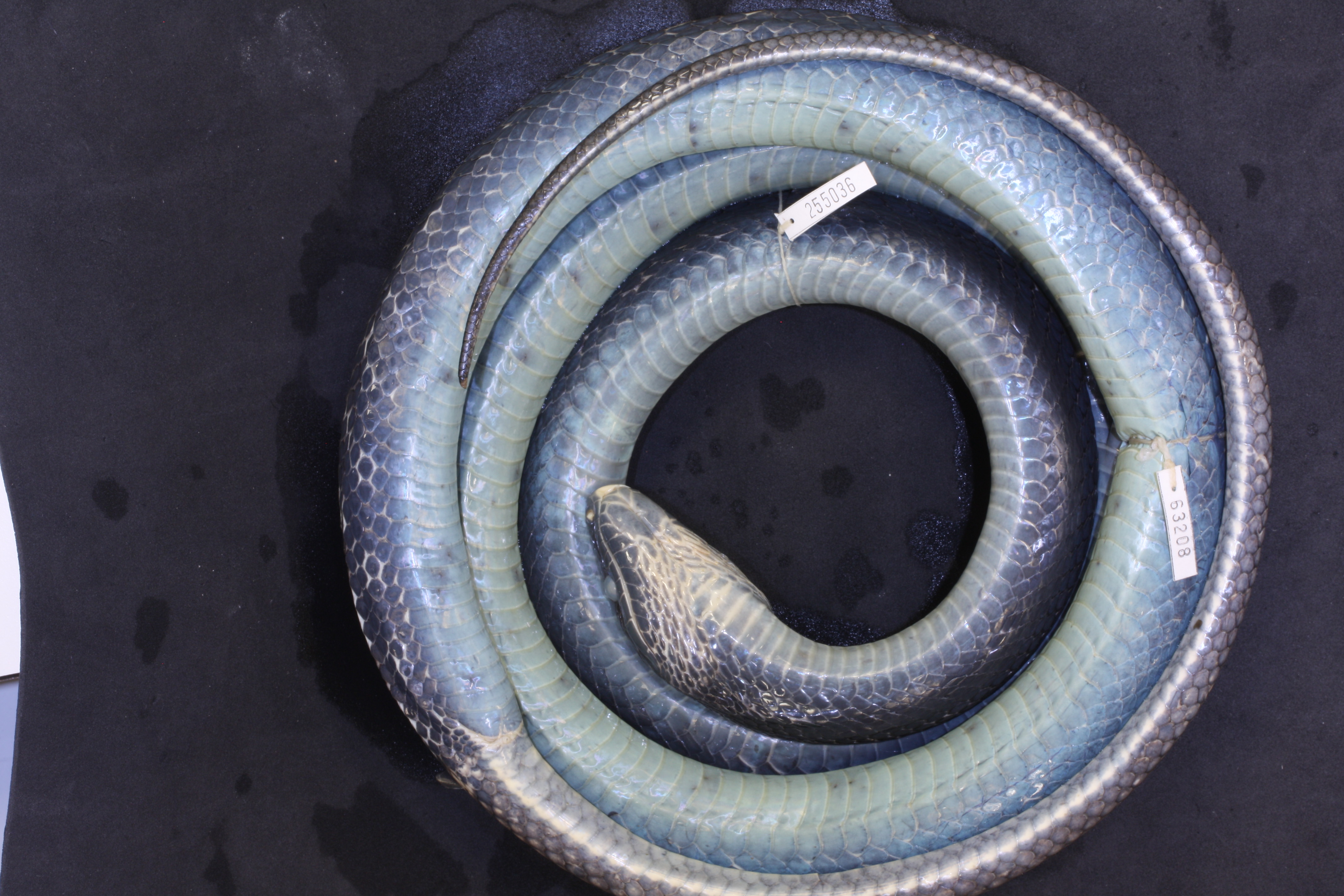 FMNH 255036 | Zoological Collections