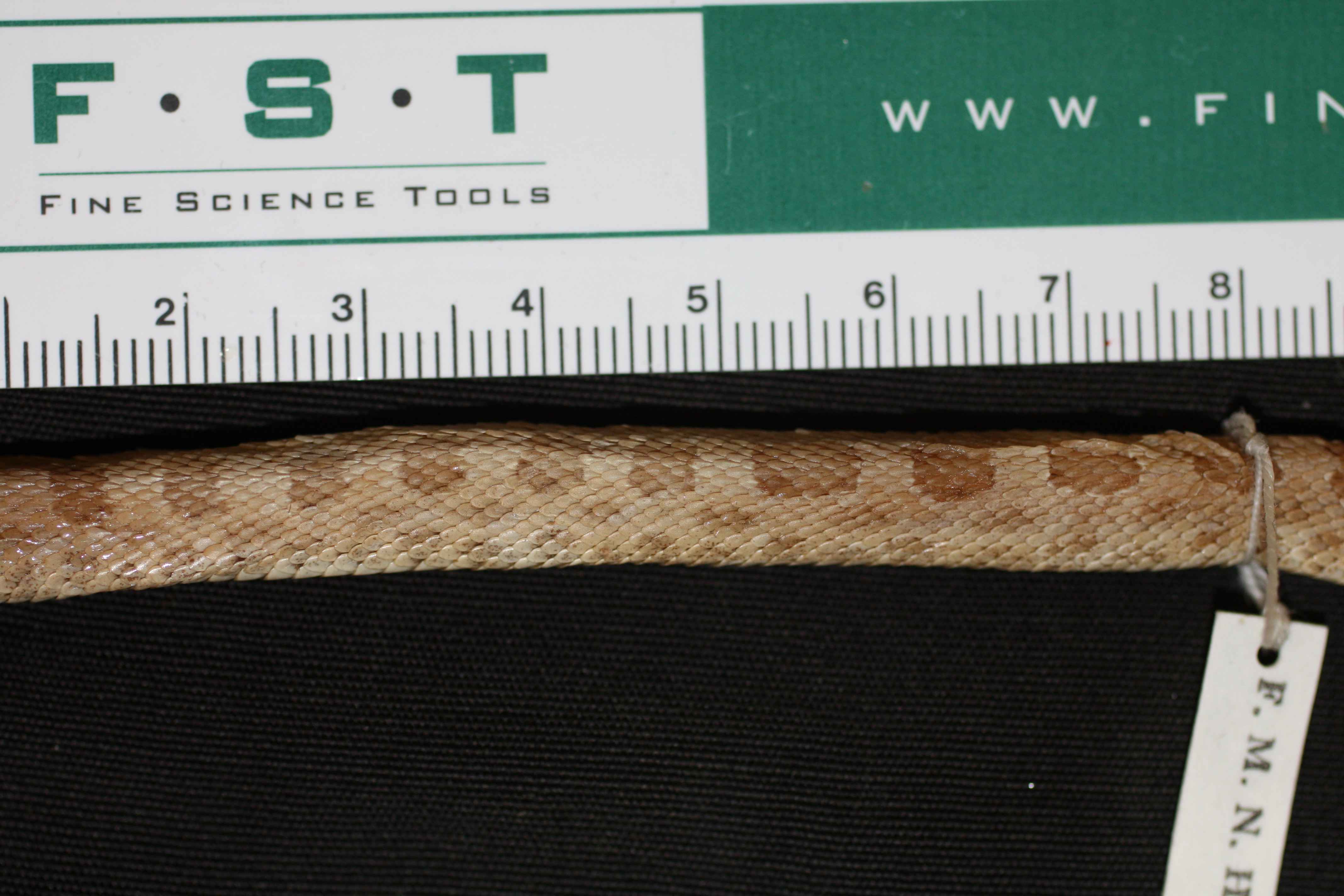 FMNH 25732 | Zoological Collections