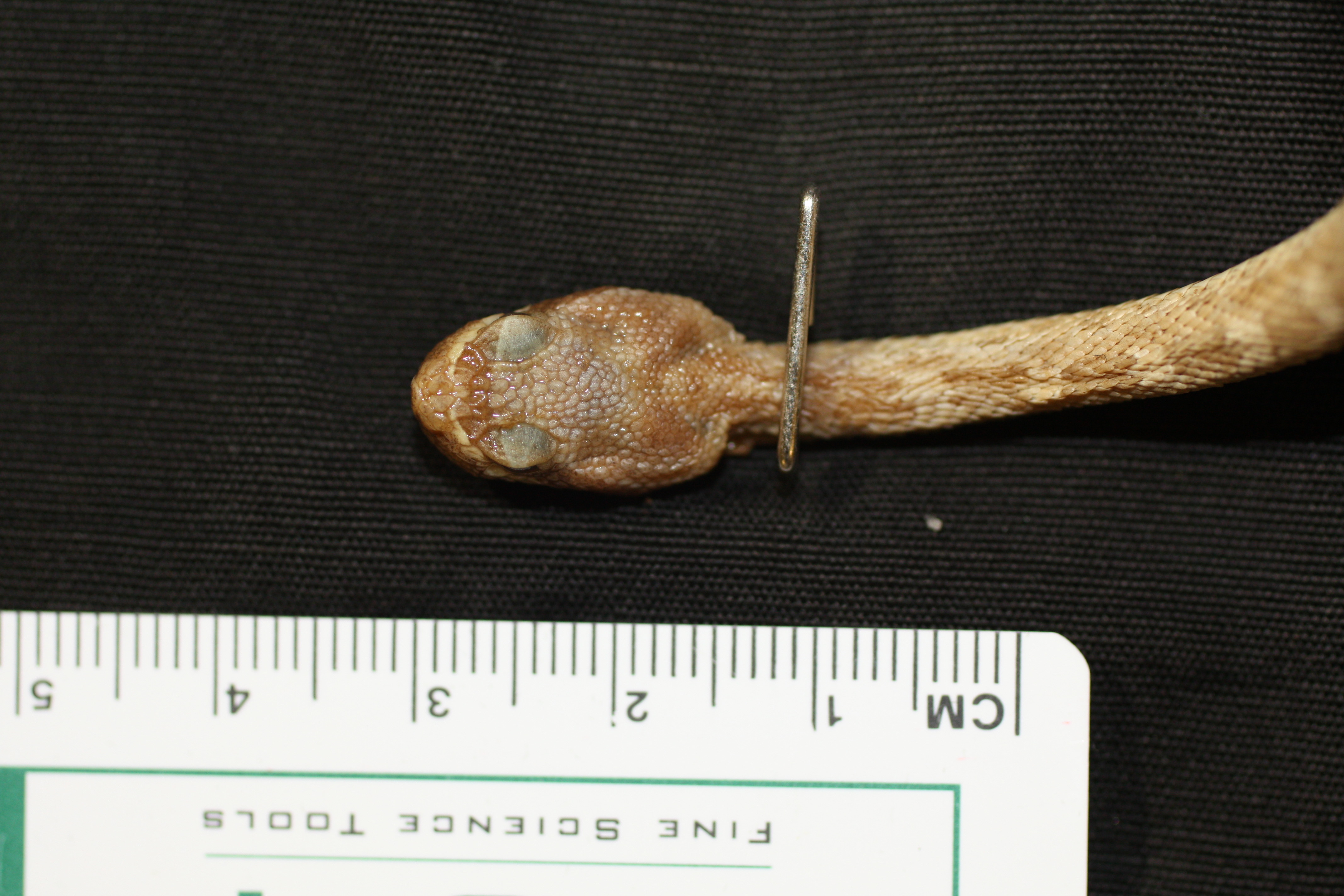 FMNH 25732 | Zoological Collections