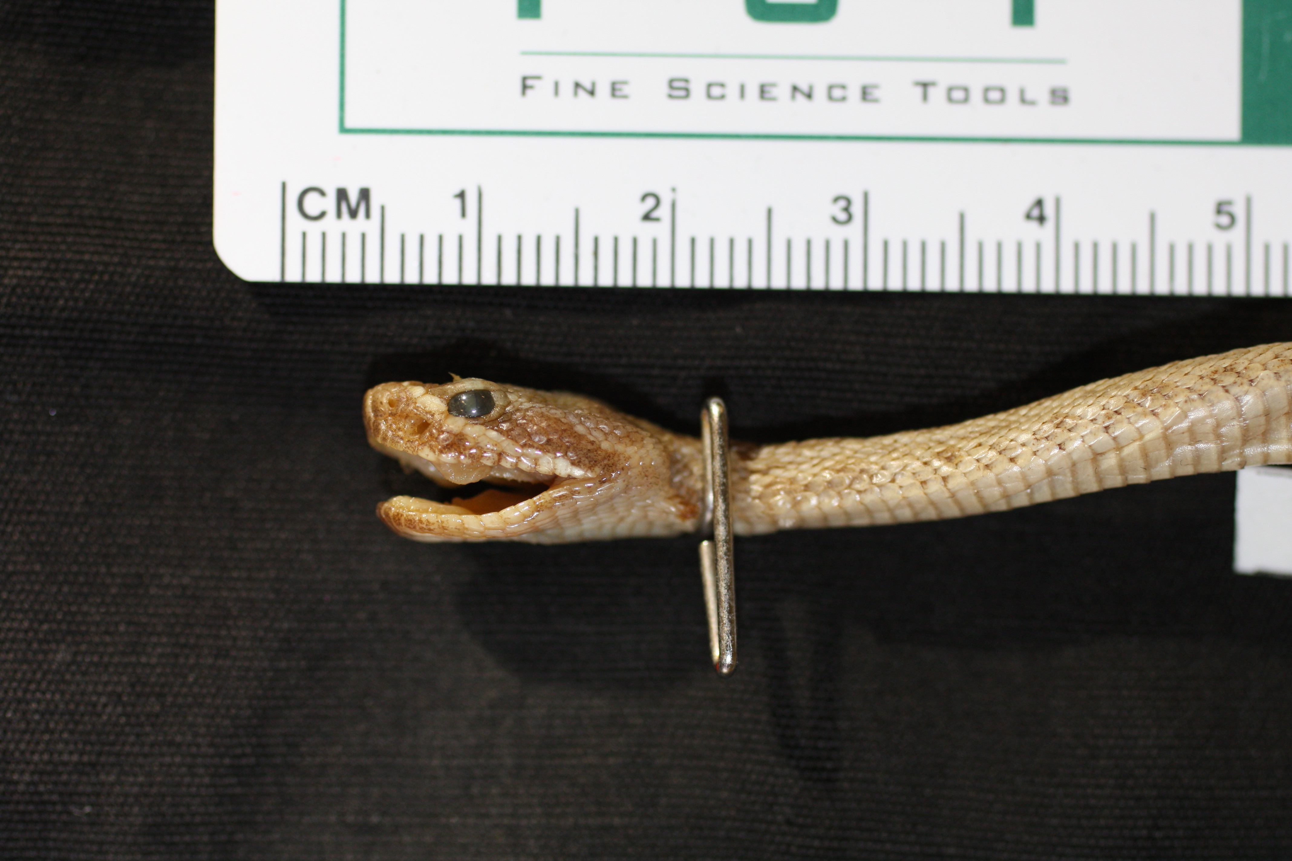 FMNH 25732 | Zoological Collections