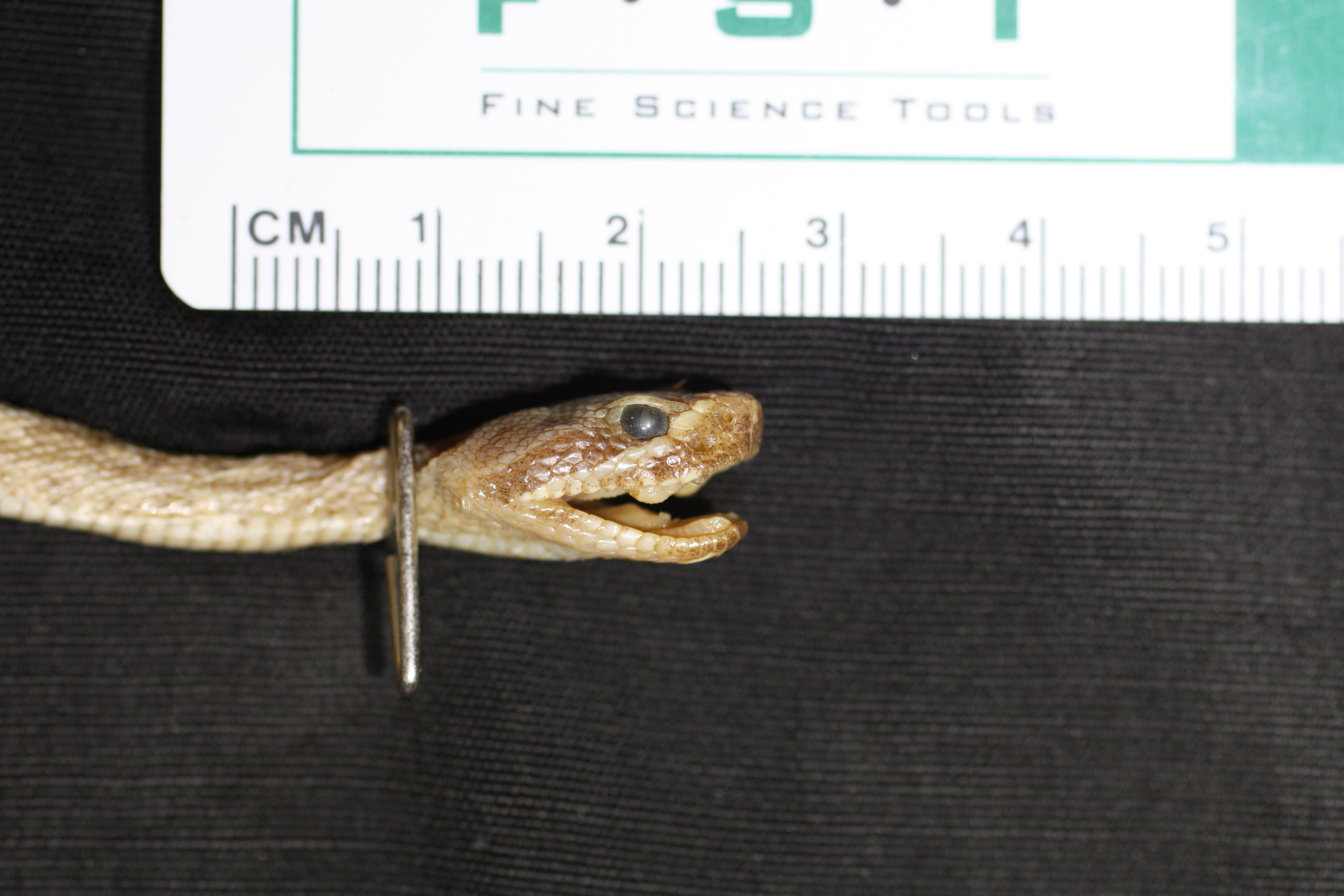 FMNH 25732 | Zoological Collections