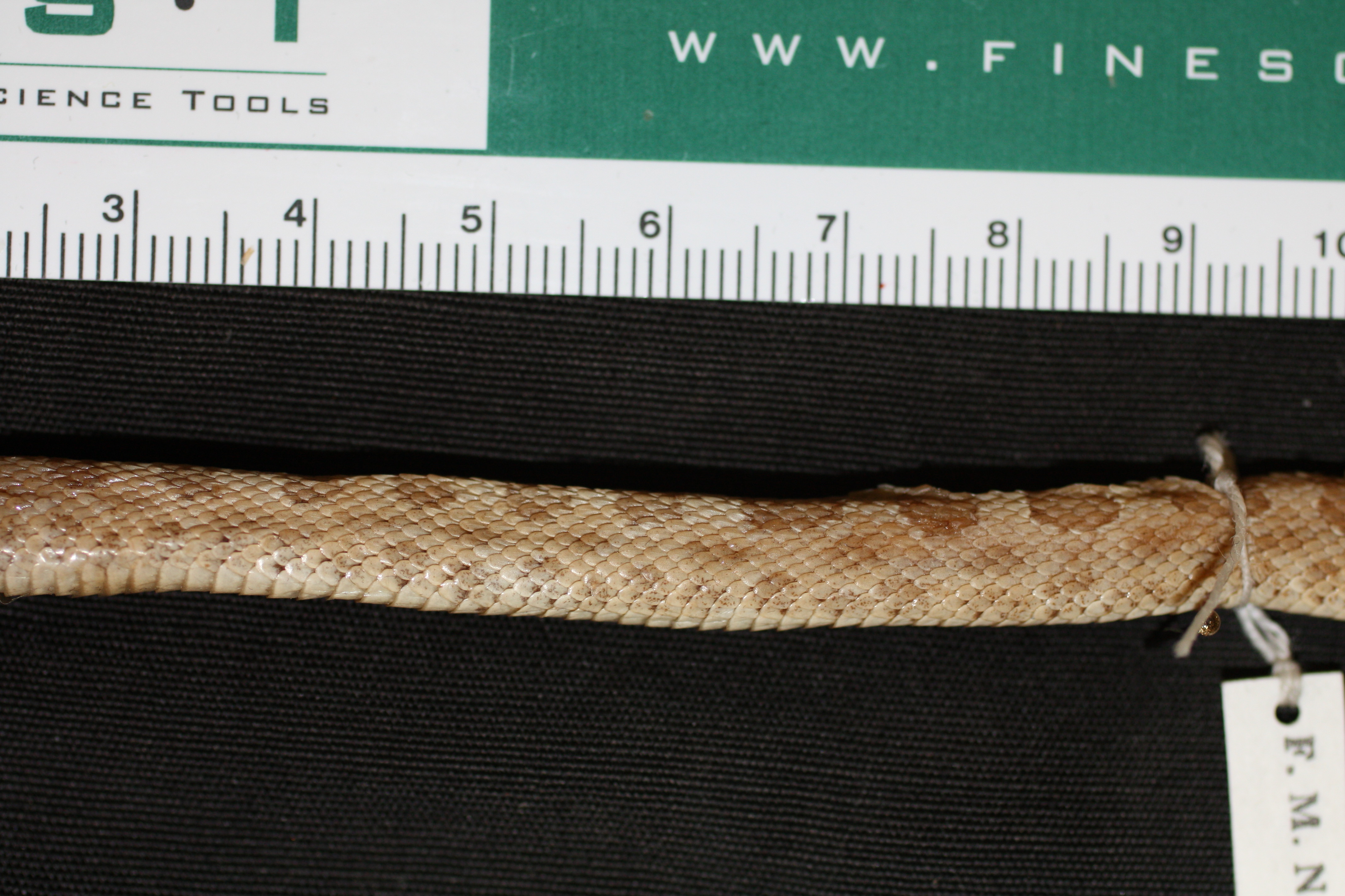 FMNH 25732 | Zoological Collections