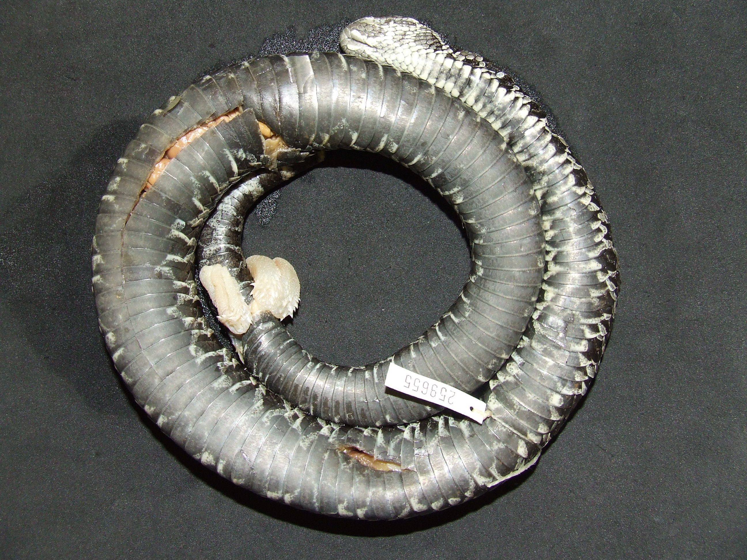 FMNH 259655 | Zoological Collections