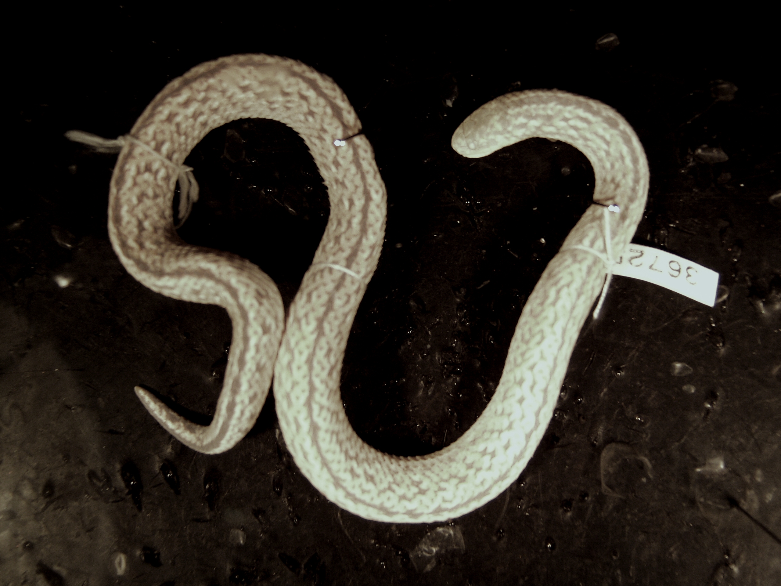 Atractus pauciscutatus Schmidt & Walker, 1943