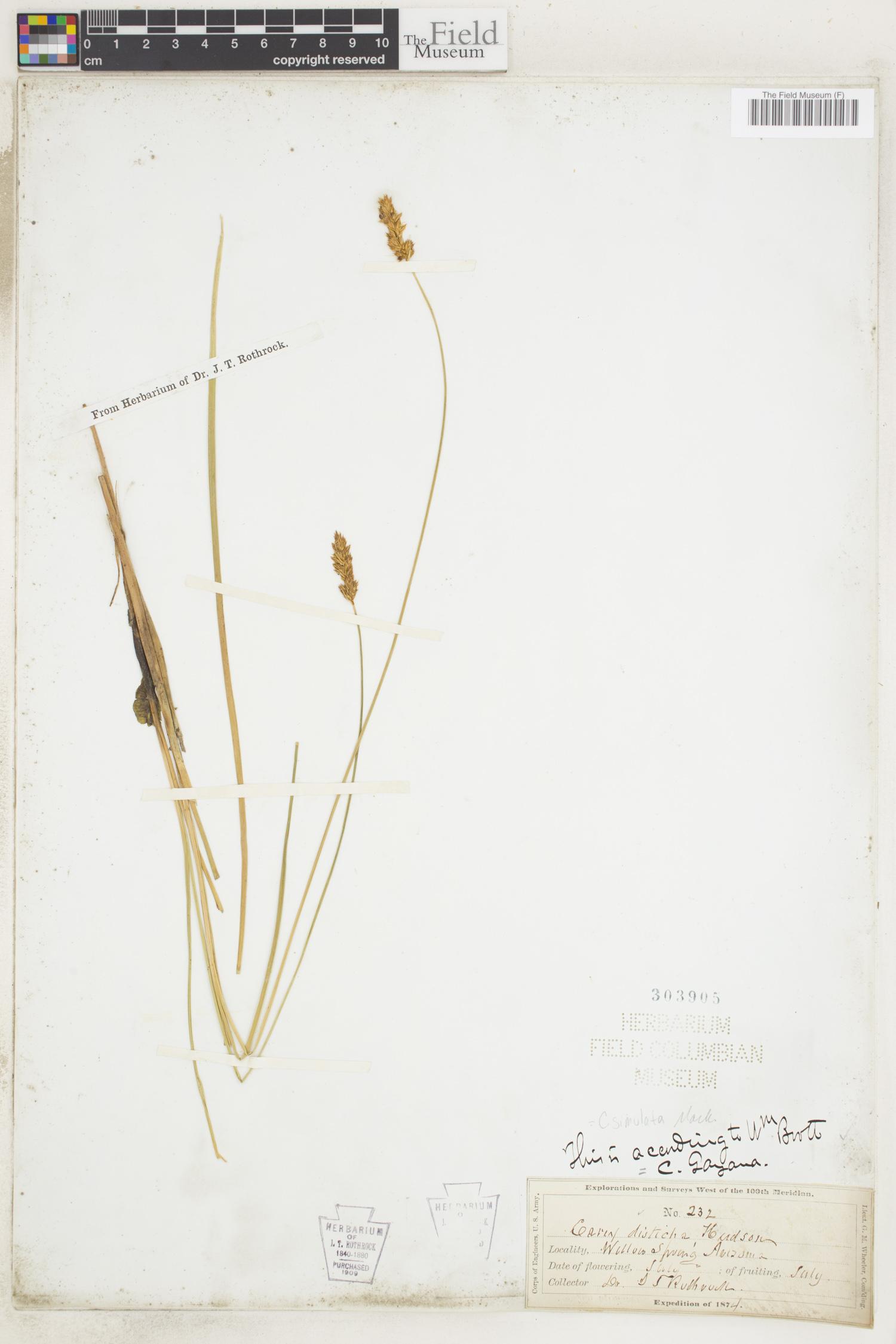 Carex simulata Mack.