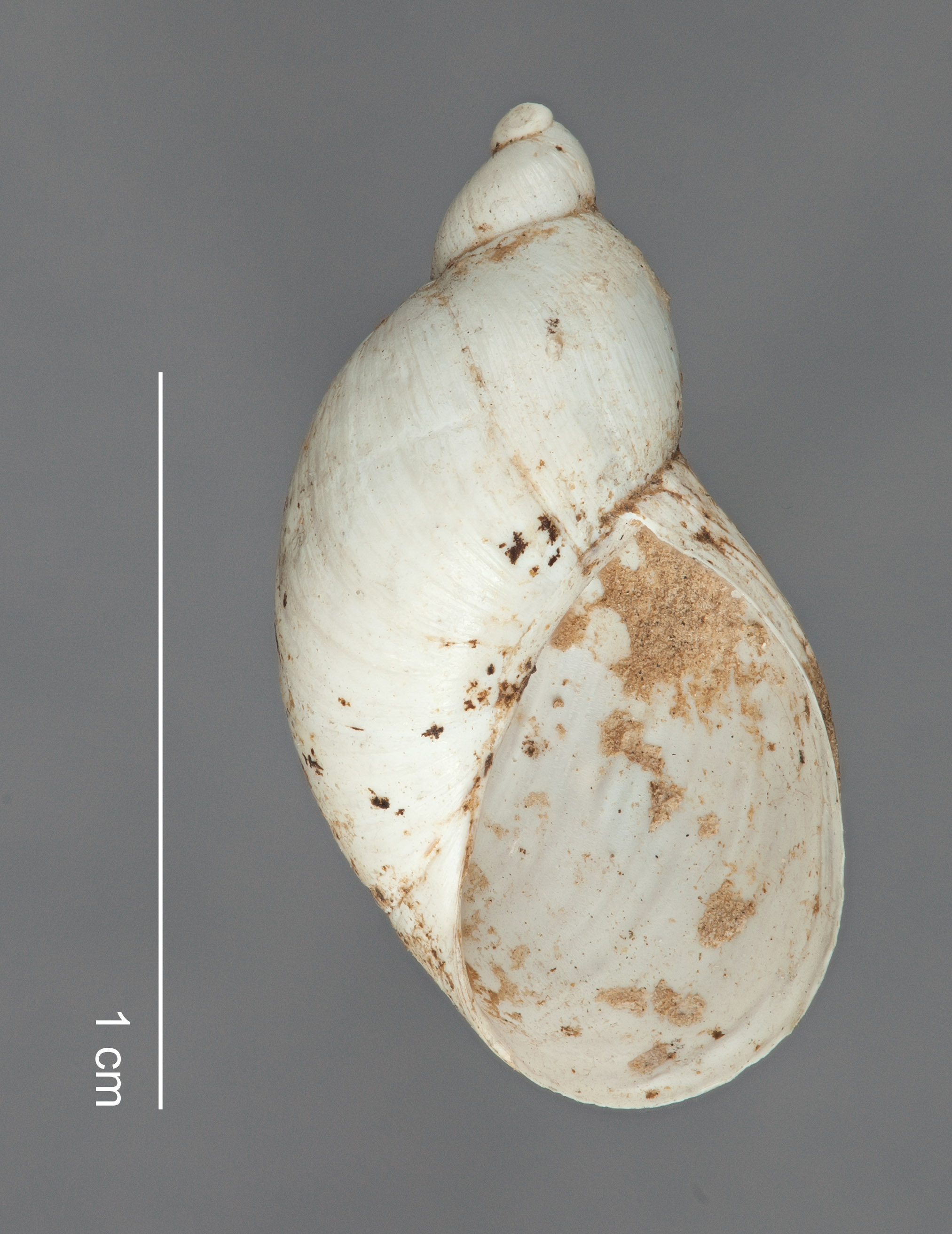 Succinea bakeri Hubricht, 1963