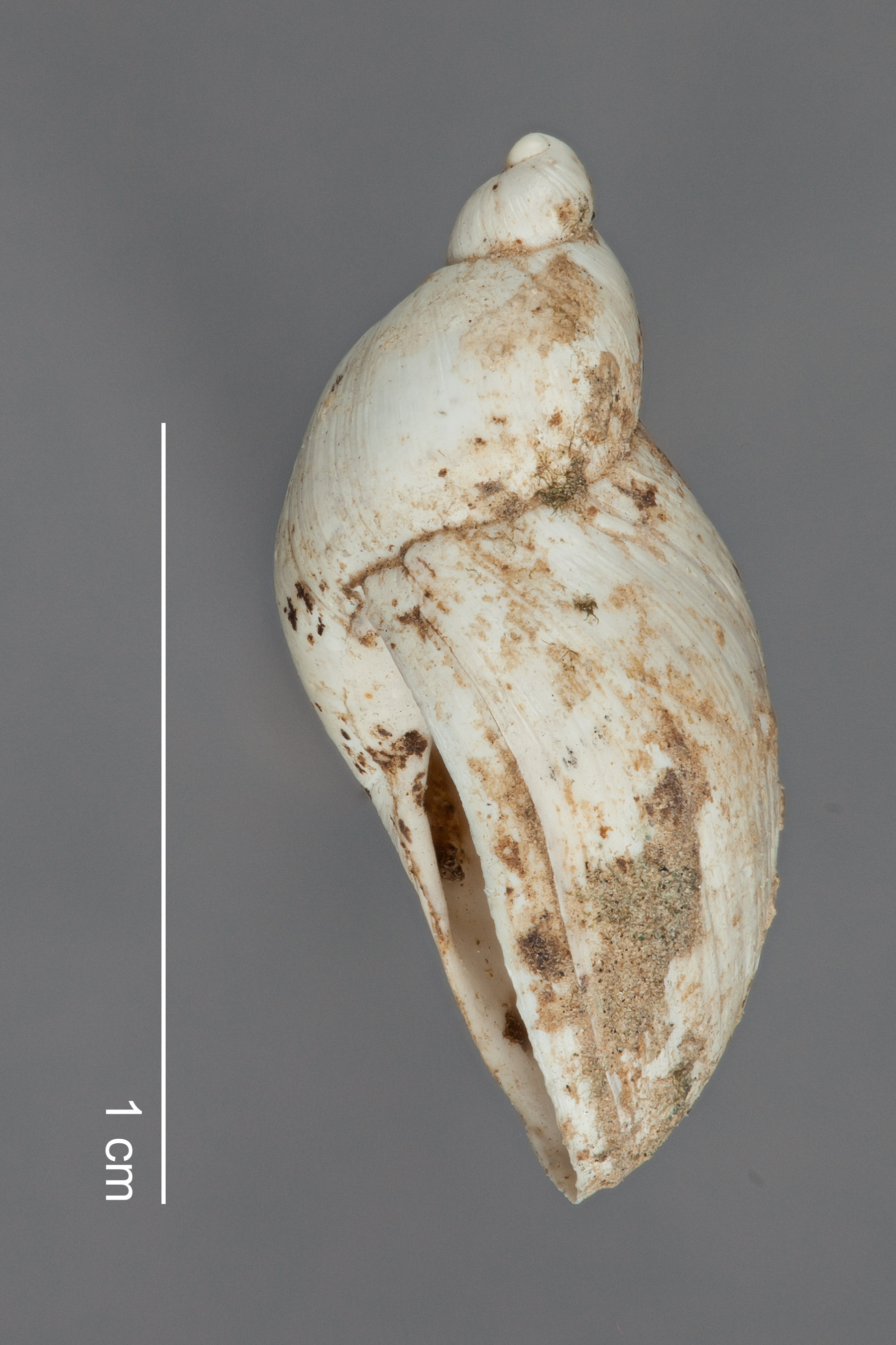 Succinea bakeri Hubricht, 1963