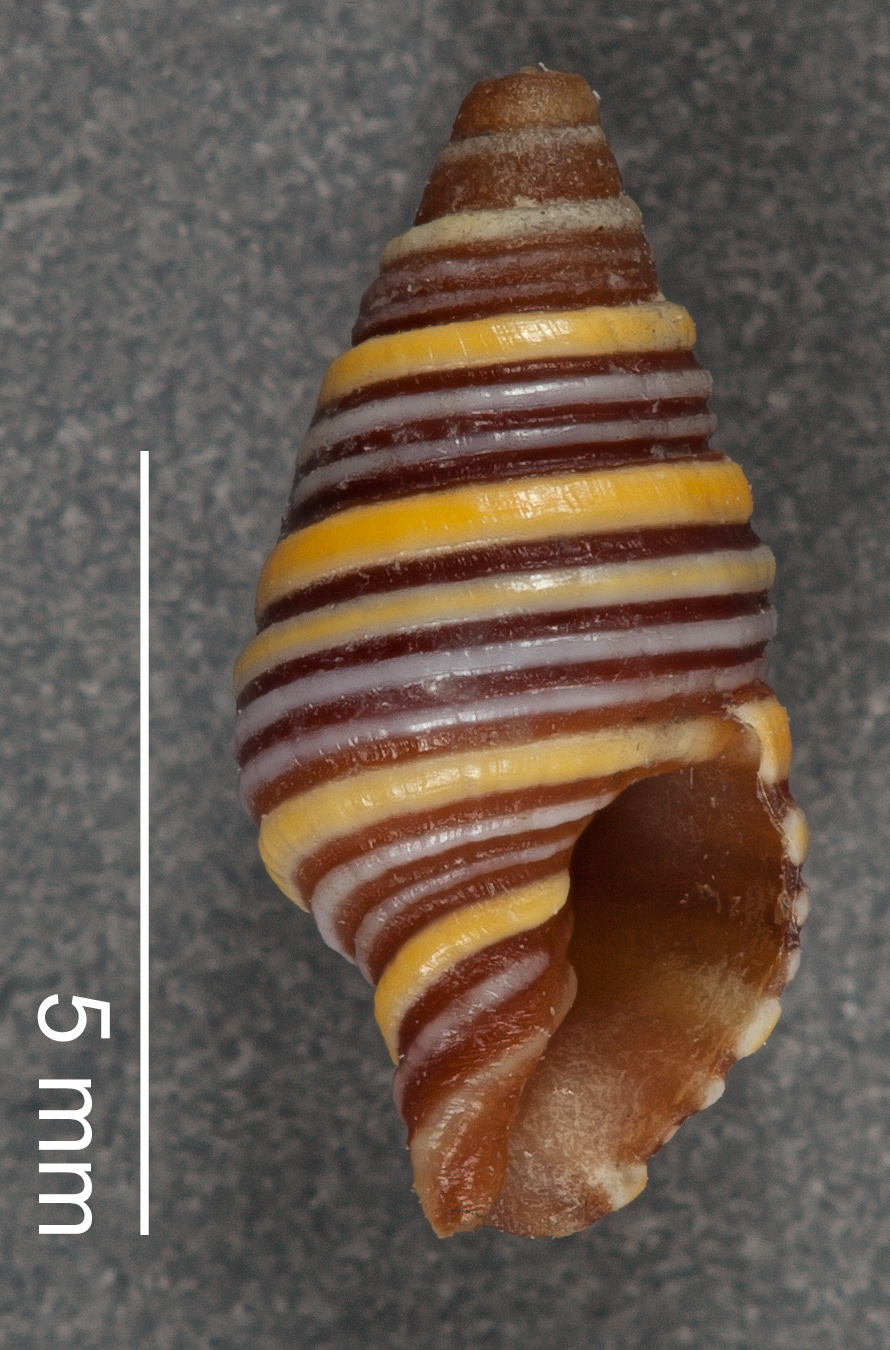 FMNH 13754 | Zoological Collections