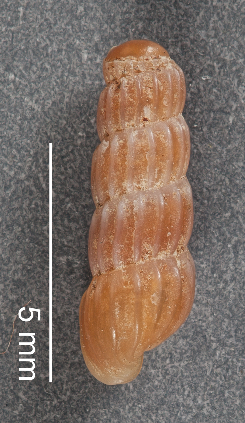 Truncatella clathrus R.T.Lowe, 1832
