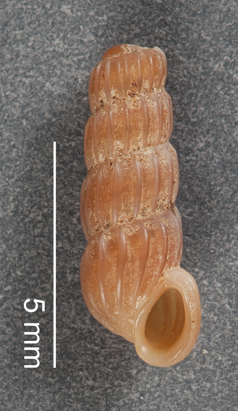 Truncatella clathrus R.T.Lowe, 1832