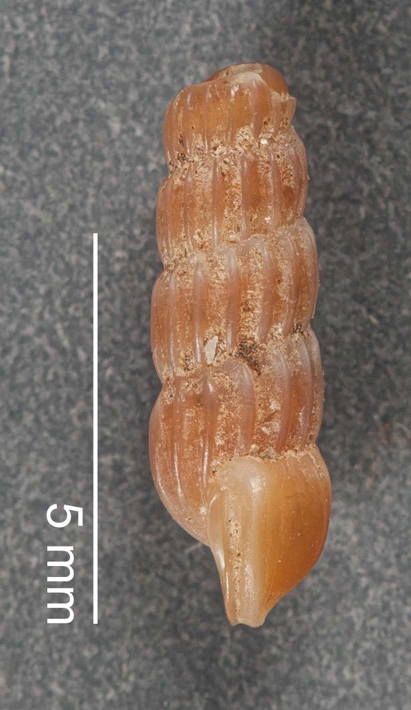 Truncatella clathrus R.T.Lowe, 1832
