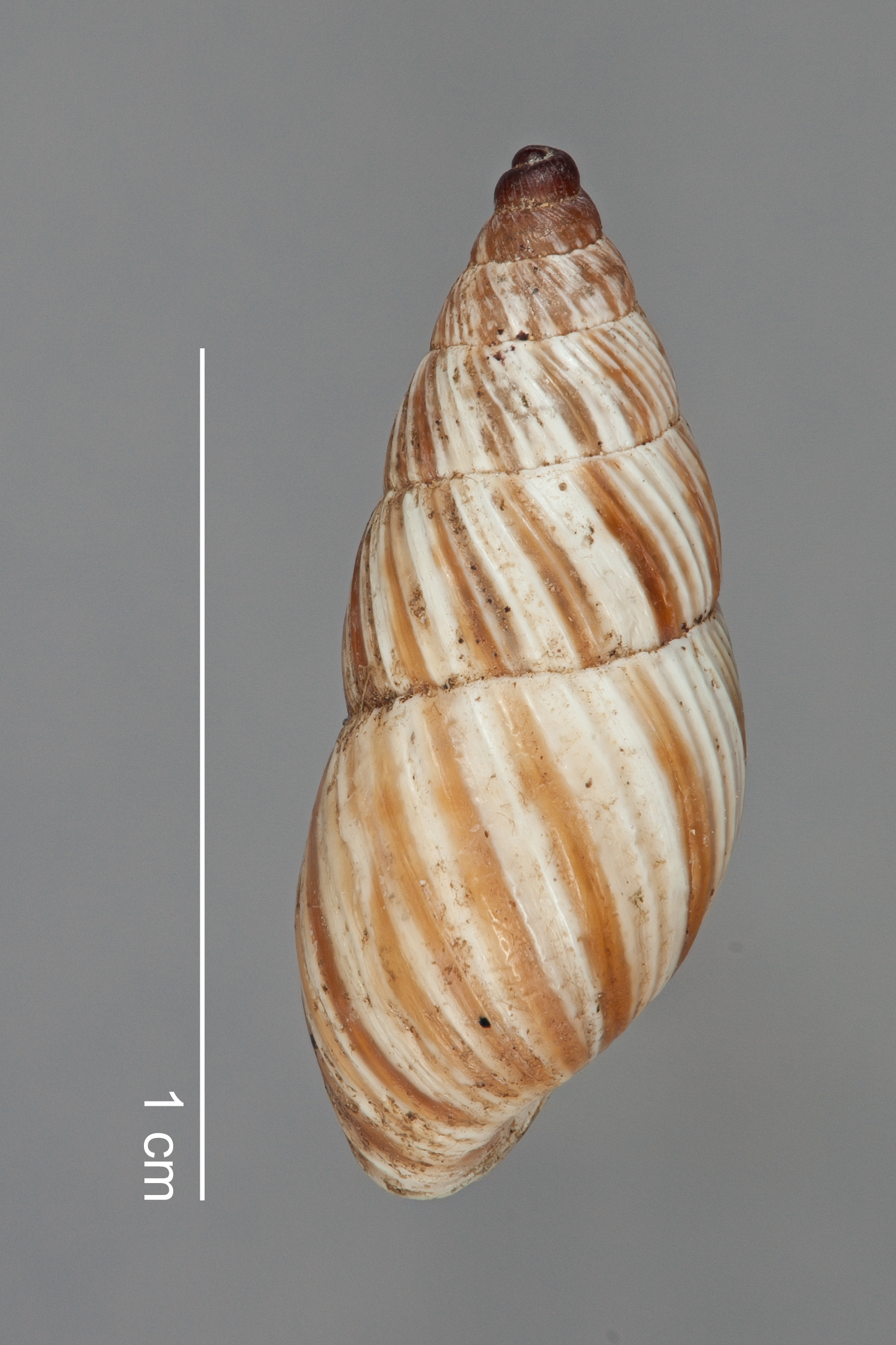 FMNH 29148 | Zoological Collections