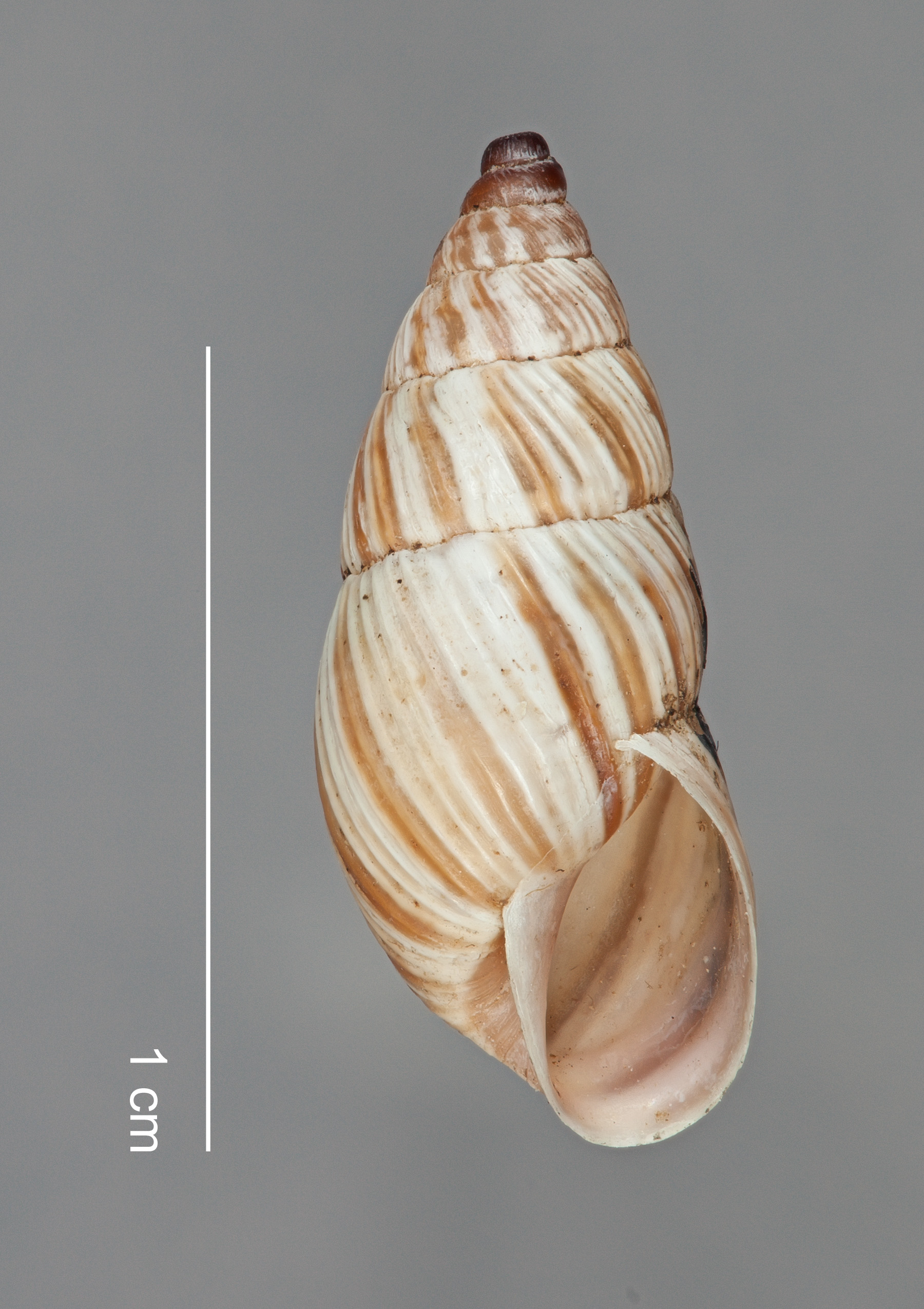 FMNH 29148 | Zoological Collections