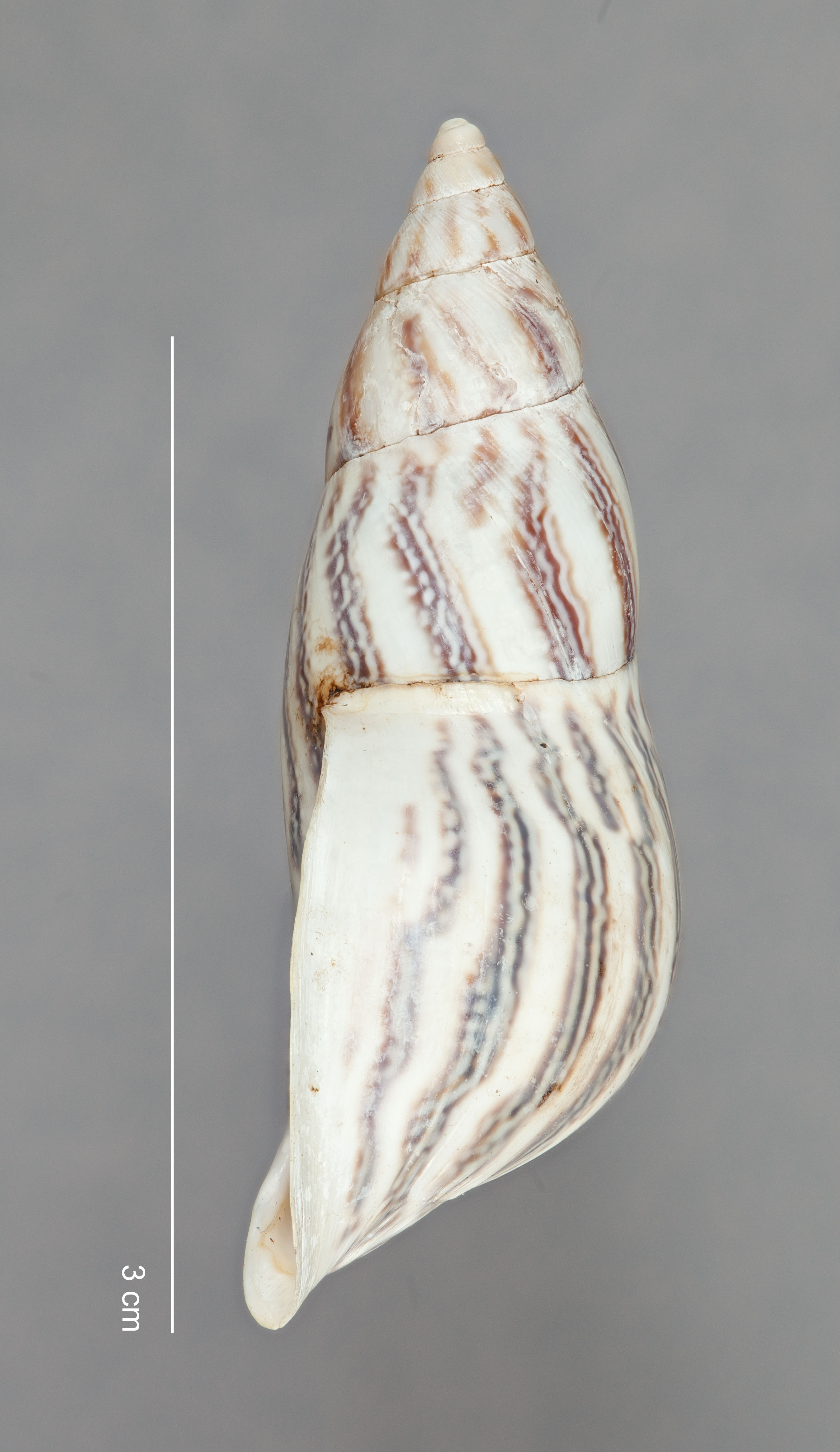 FMNH 30042 | Zoological Collections