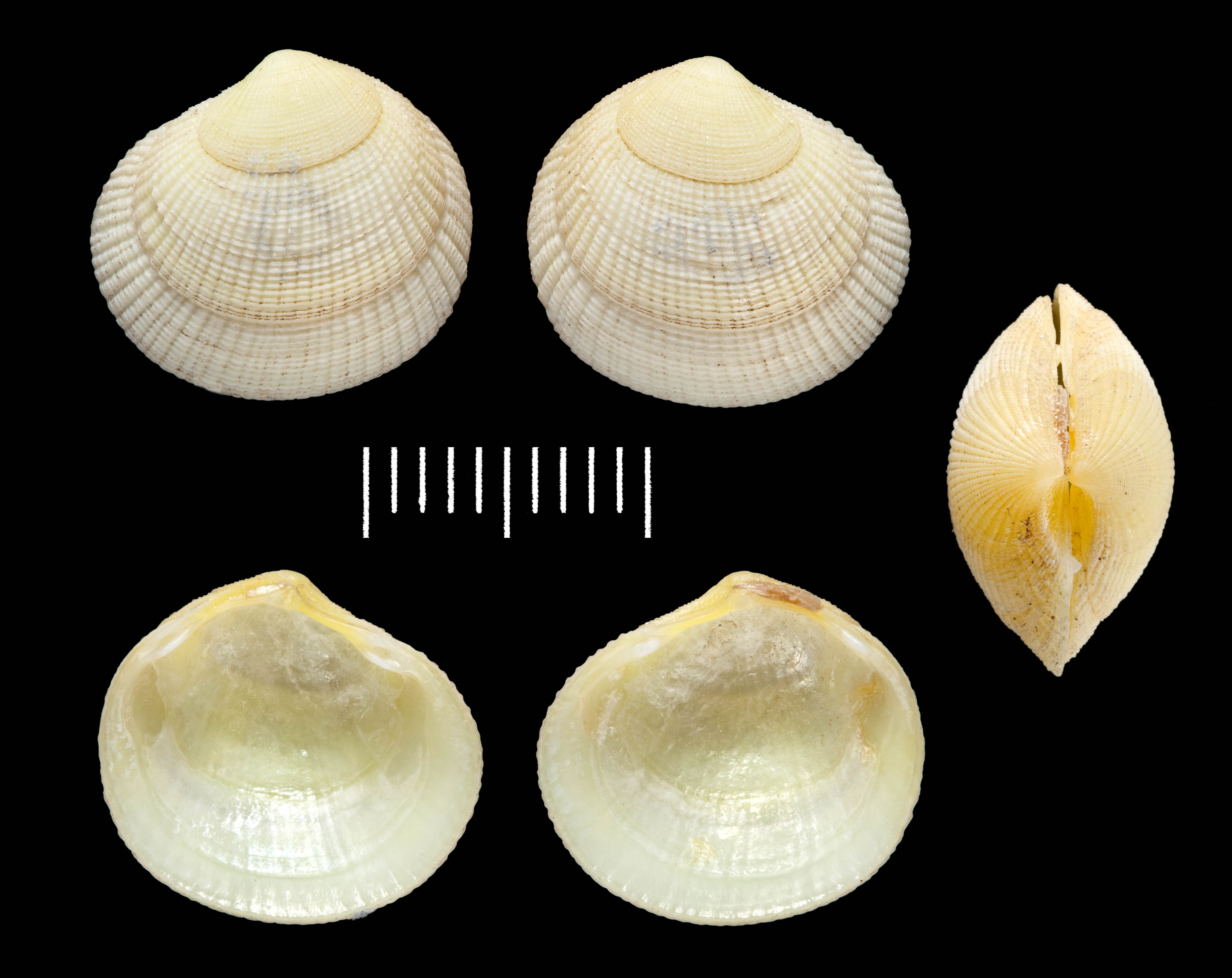 FMNH 339457 | Zoological Collections