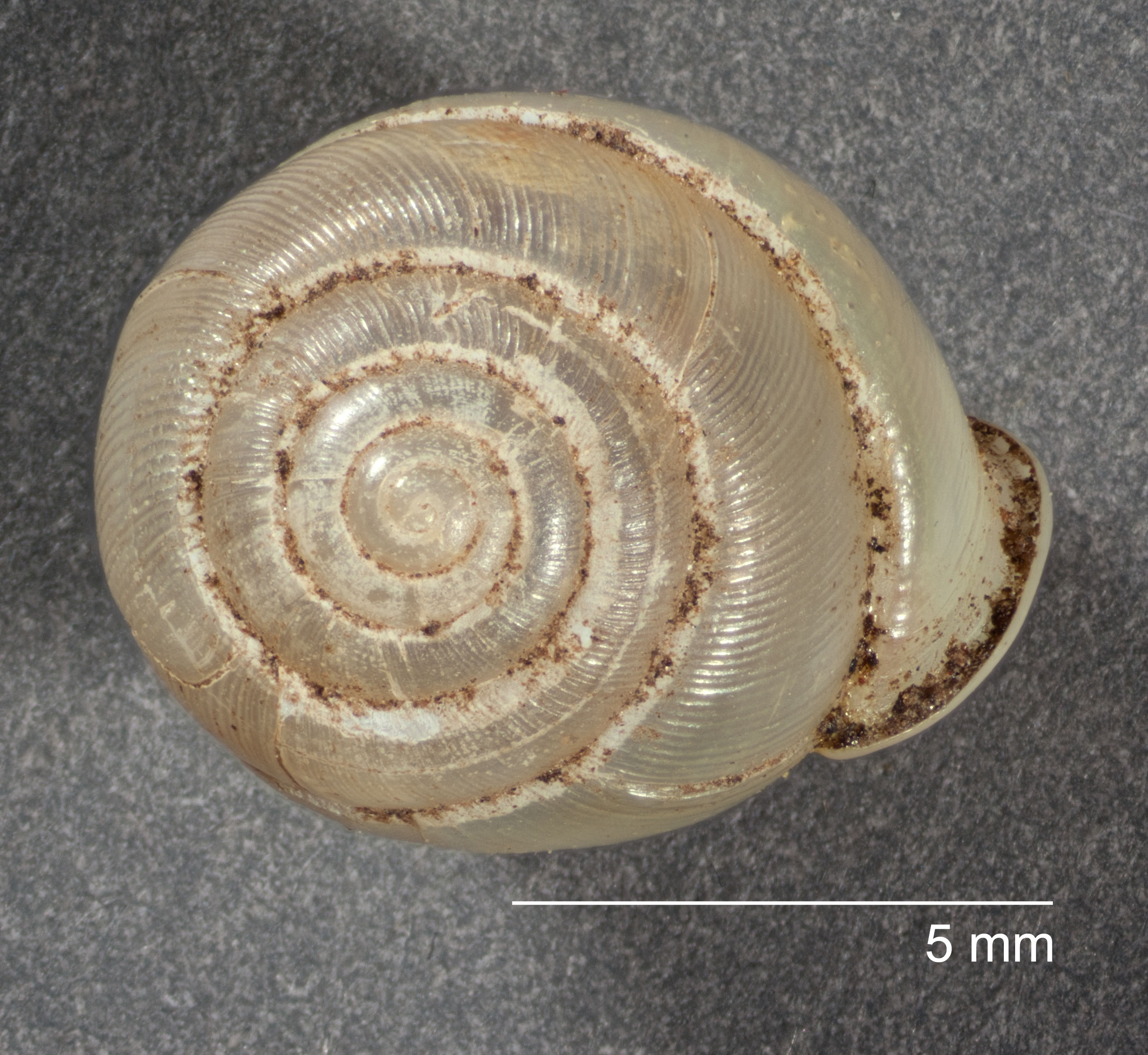 Streptartemon Kobelt, 1905