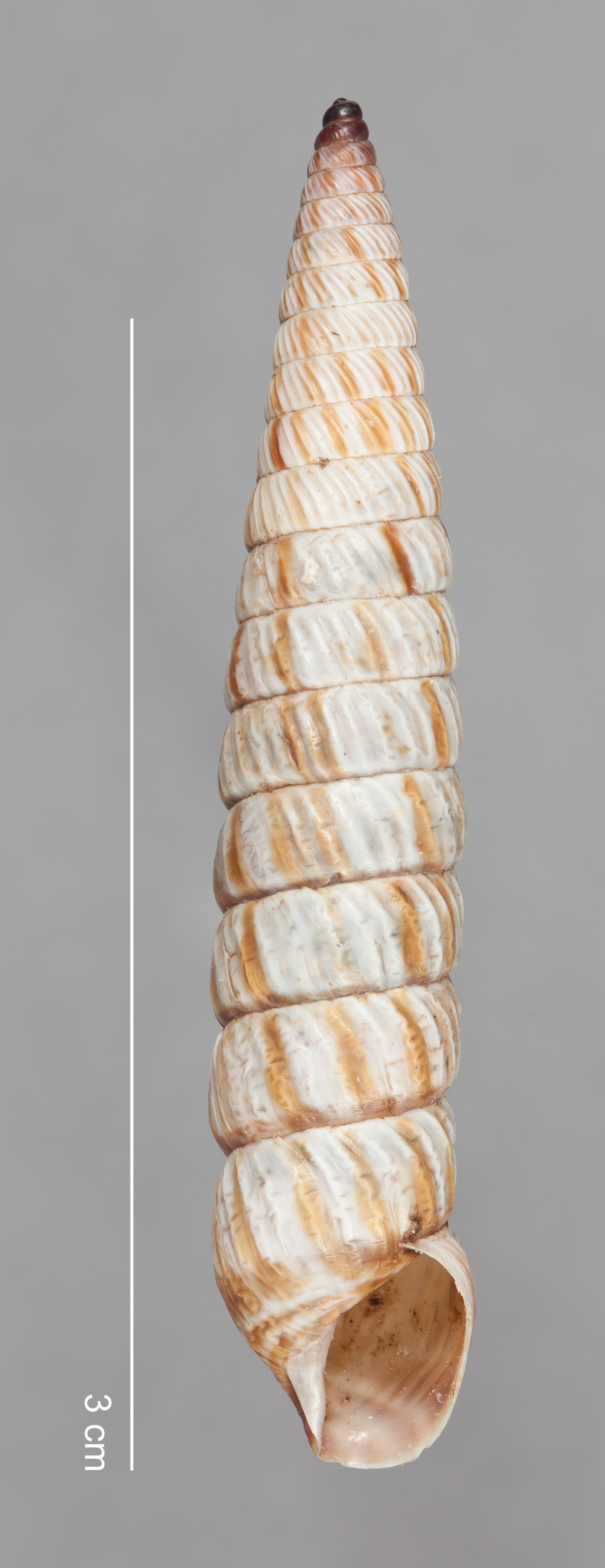 FMNH 51312 | Zoological Collections