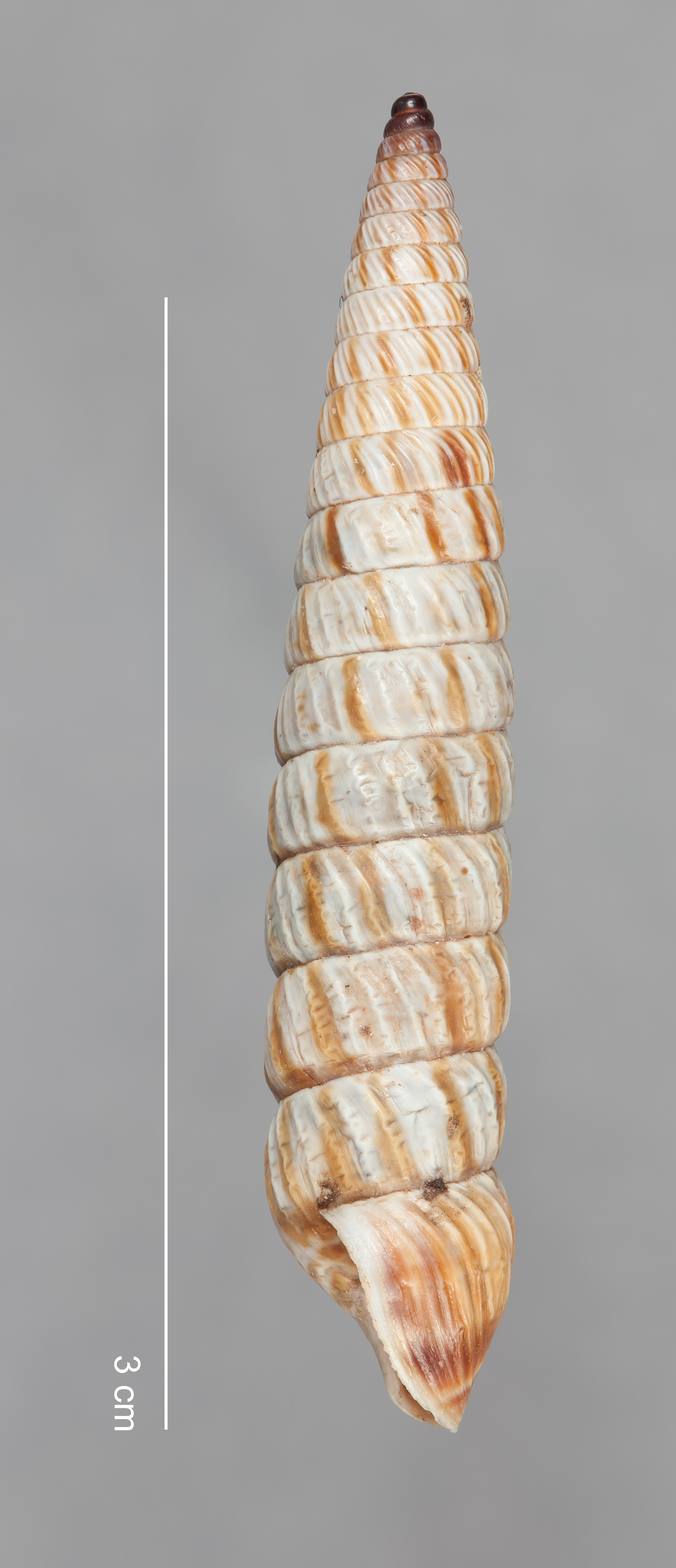 FMNH 51312 | Zoological Collections