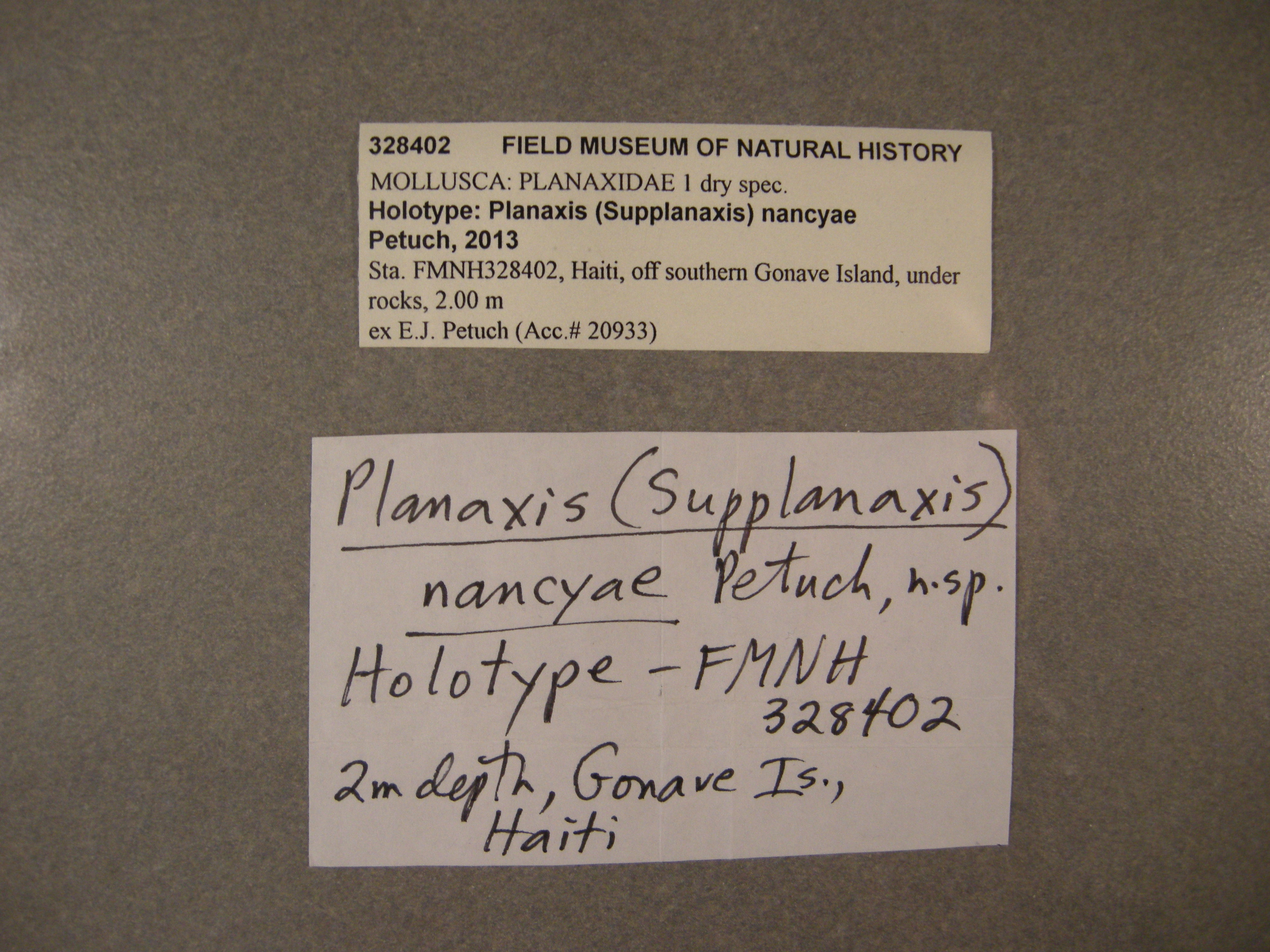 FMNH 328402 | Zoological Collections