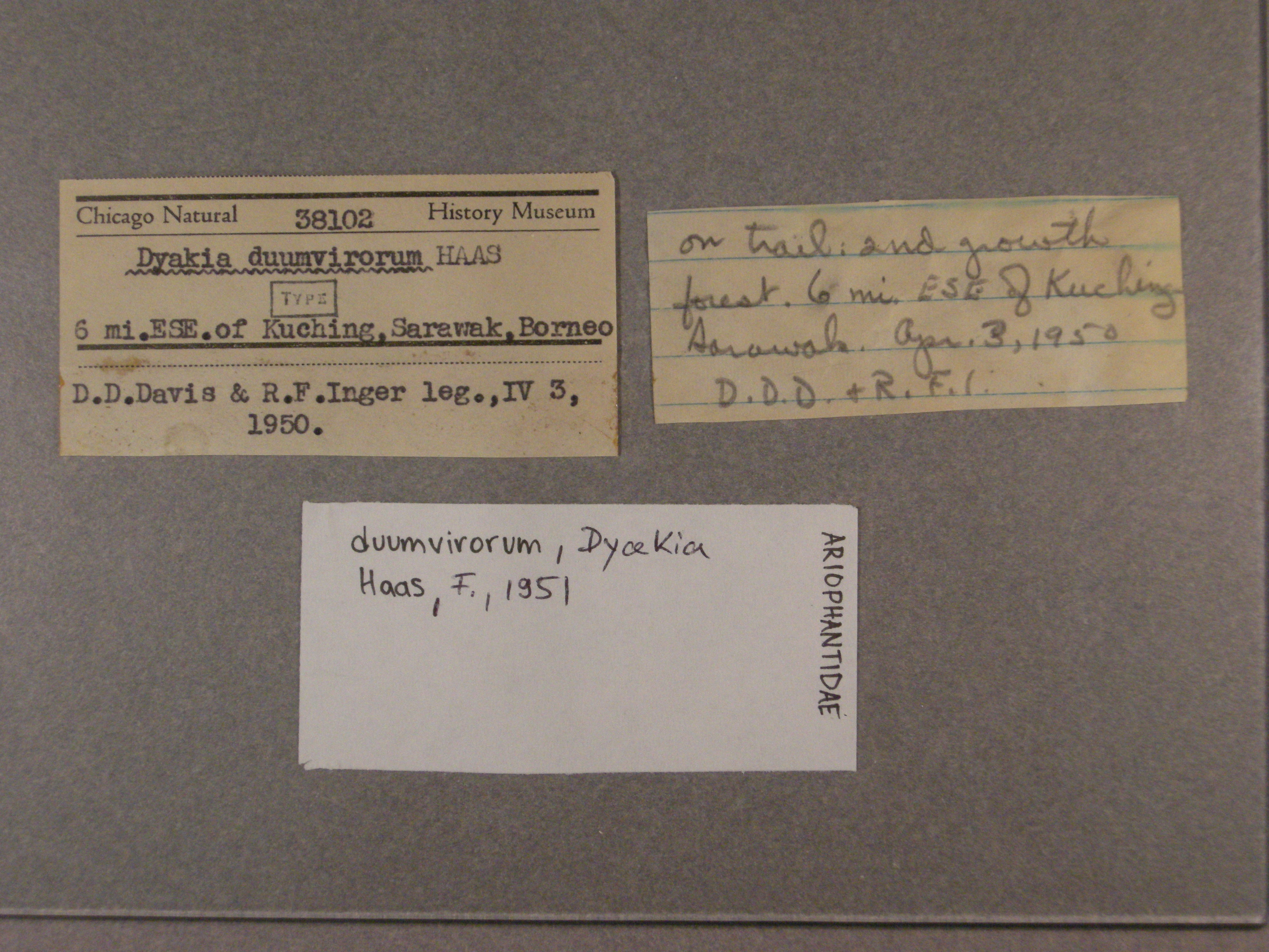 FMNH 38102 | Zoological Collections