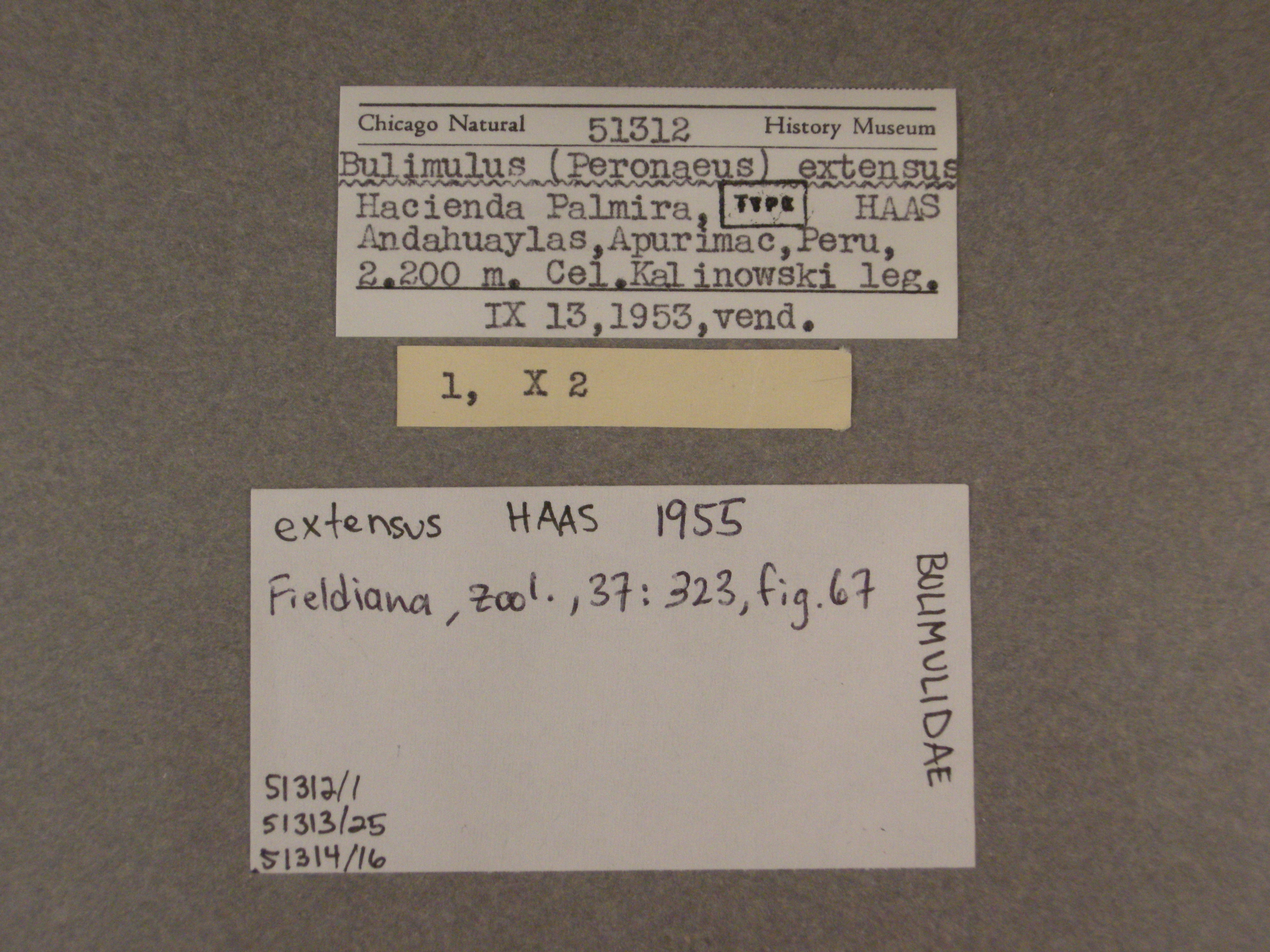 FMNH 51312 | Zoological Collections