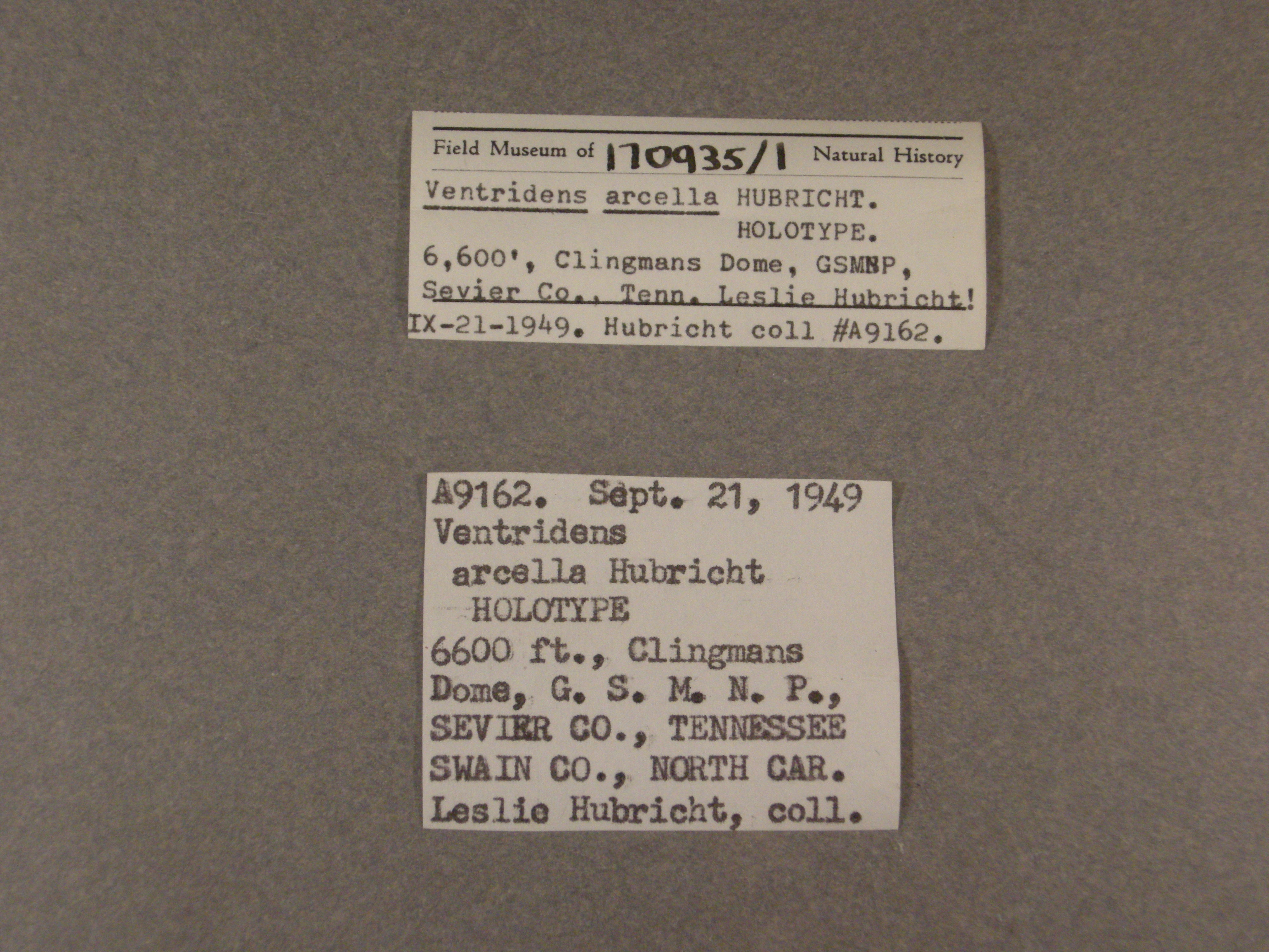 FMNH 170935 | Zoological Collections