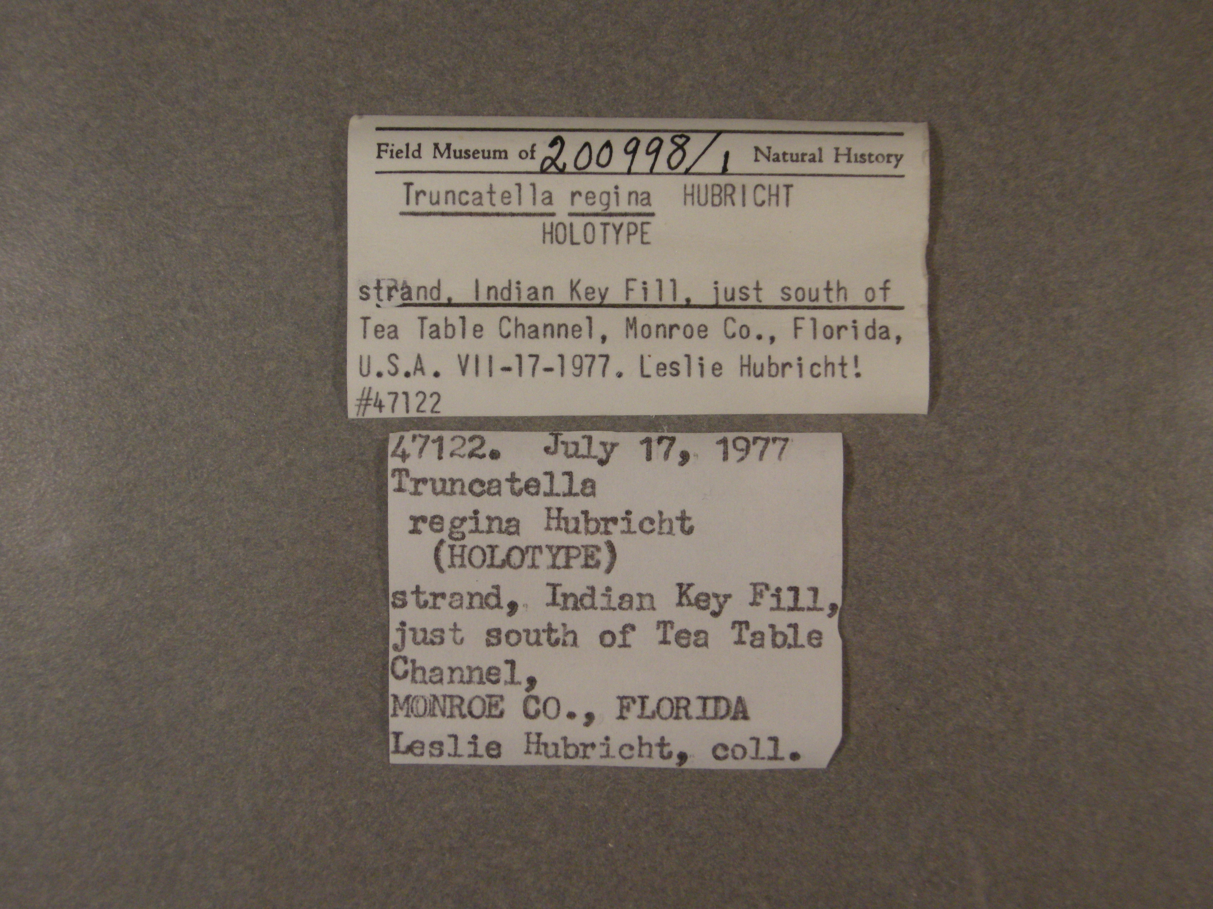 Truncatella clathrus R.T.Lowe, 1832