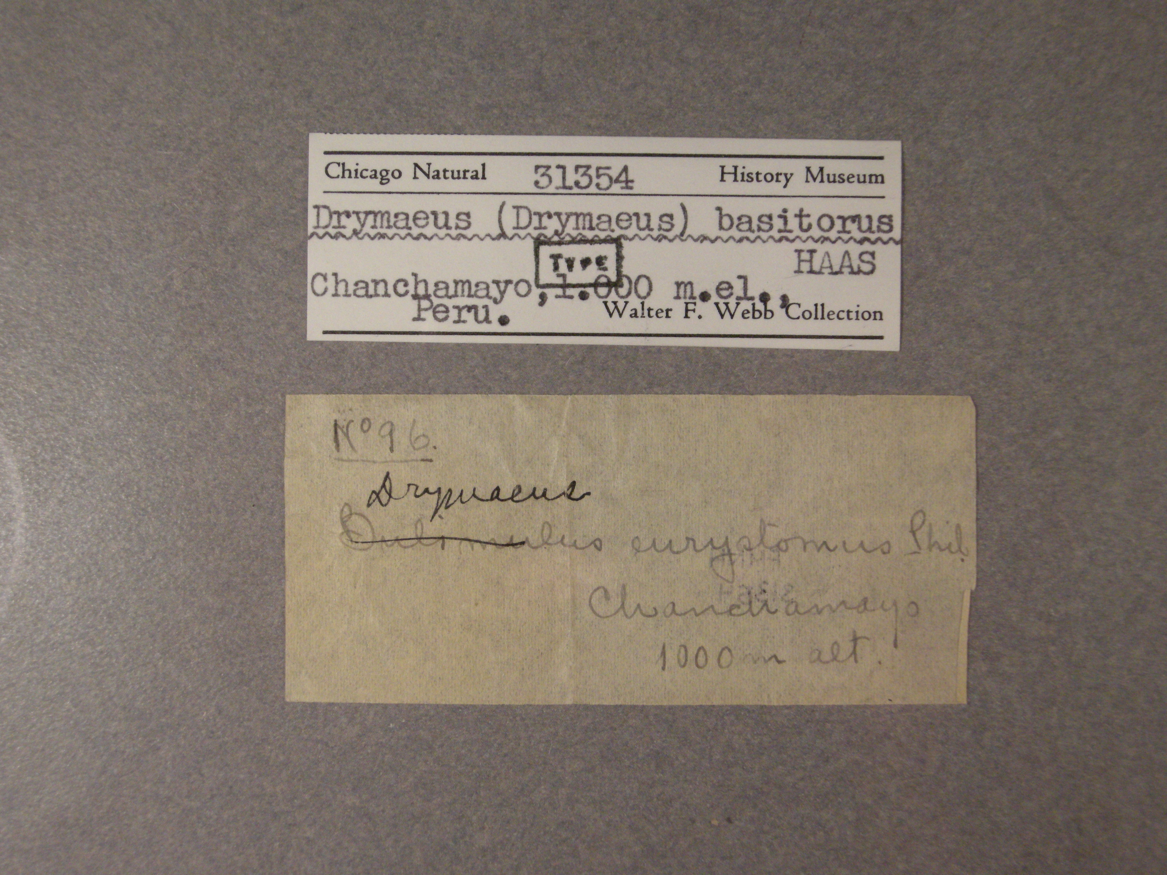 FMNH 31354 | Zoological Collections