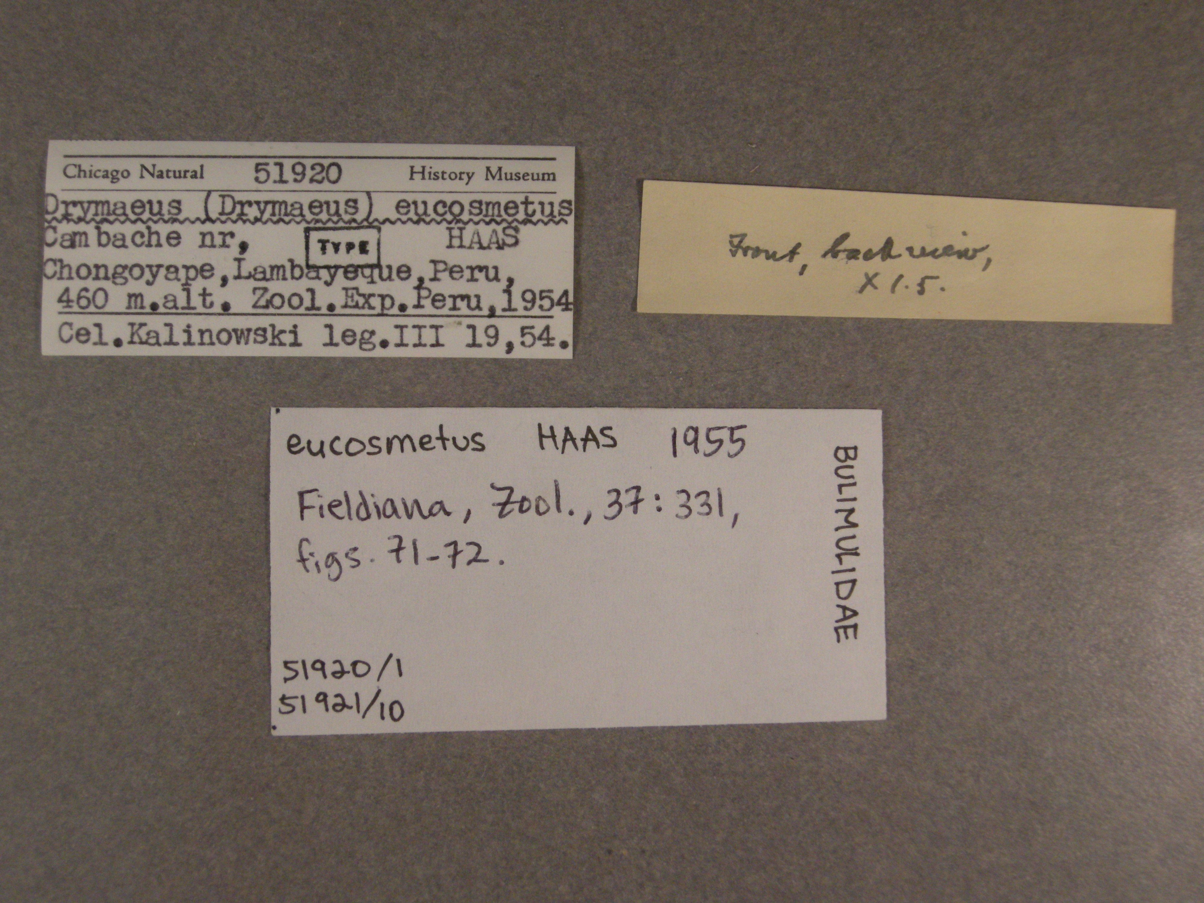 FMNH 51920 | Zoological Collections