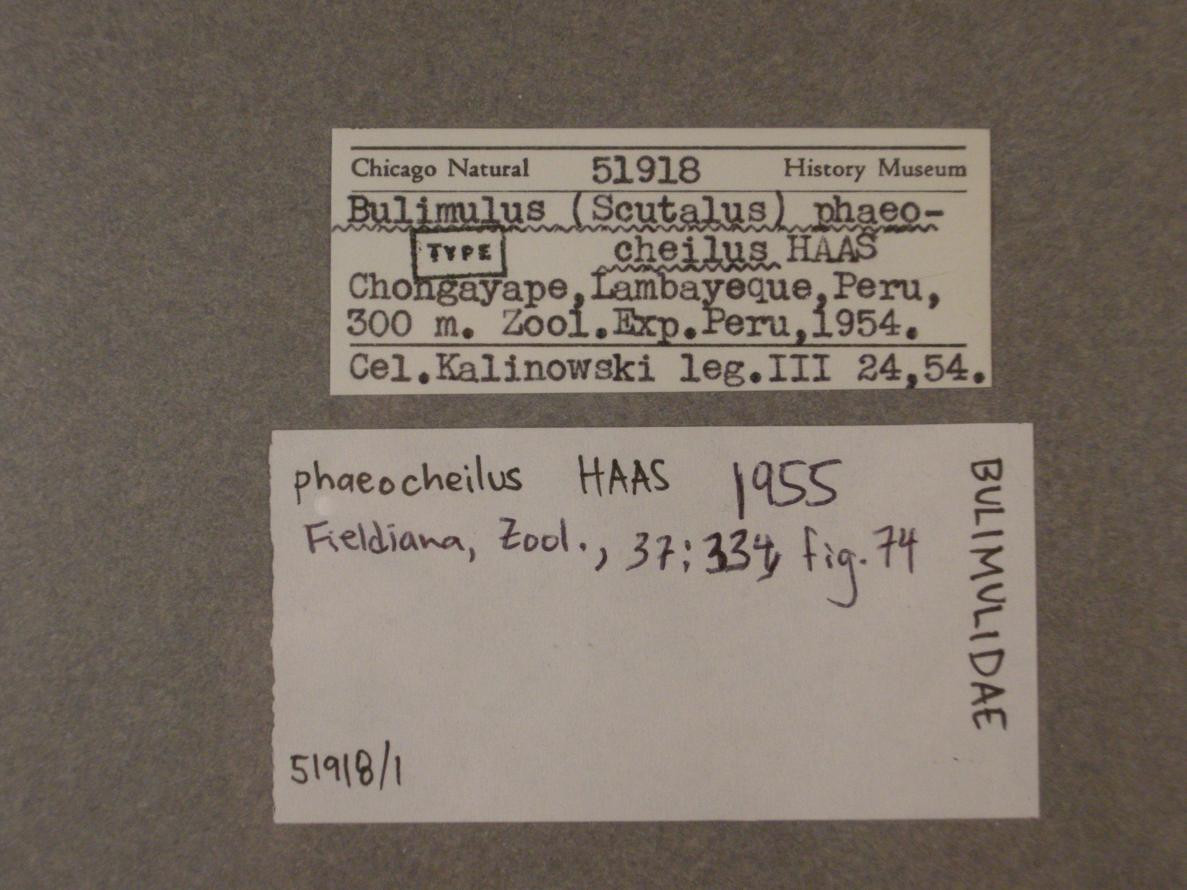 FMNH 51918 | Zoological Collections