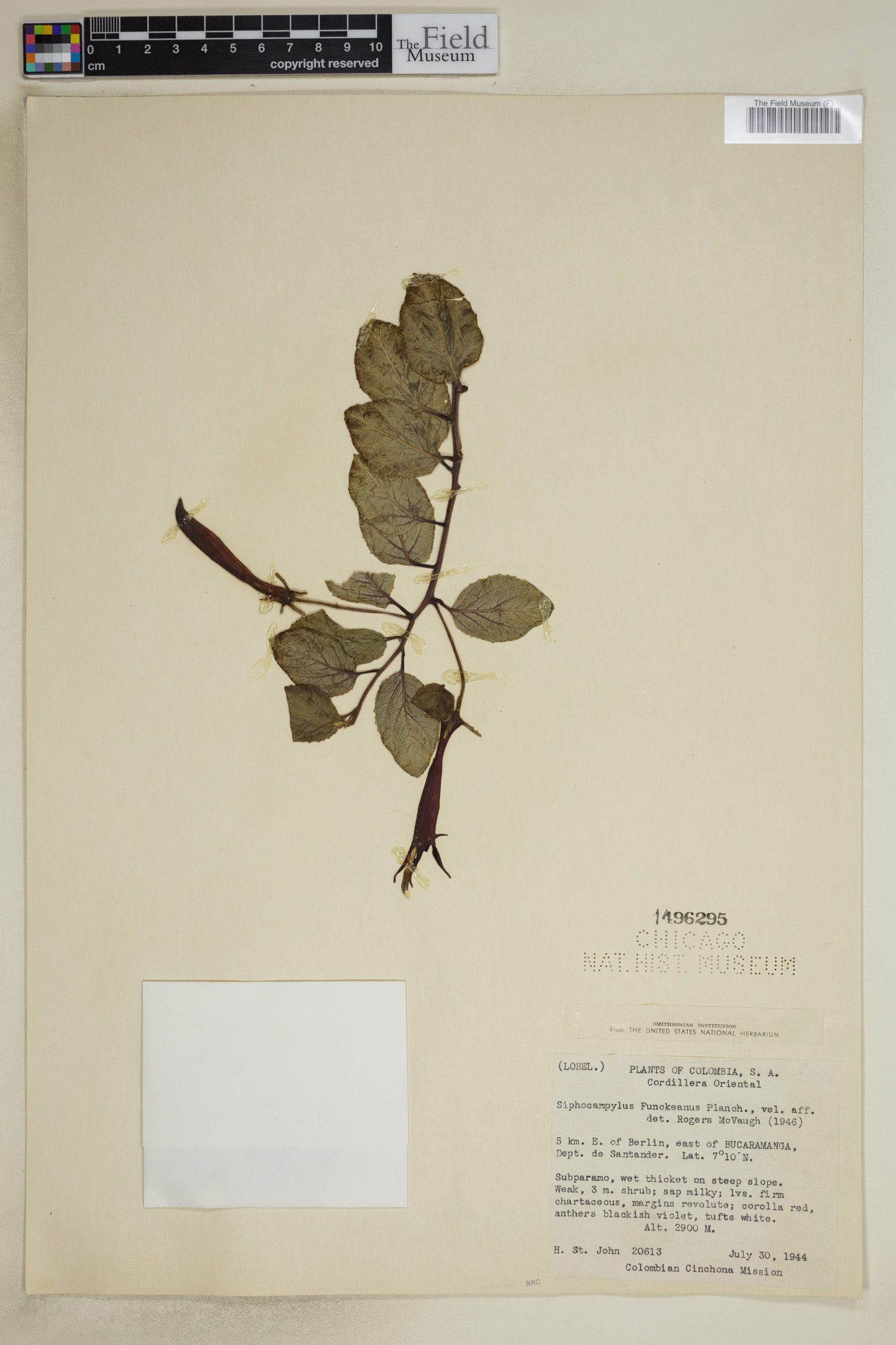 Siphocampylus ellipticus (Willd. ex Schult.) Vatke