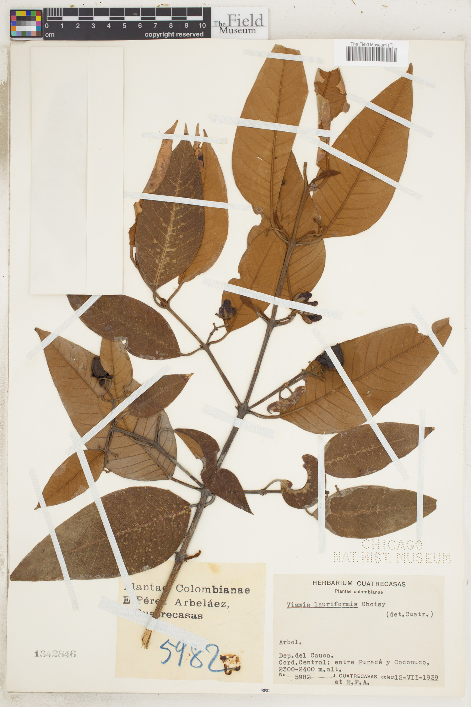 HVAA - Occurrence Profile