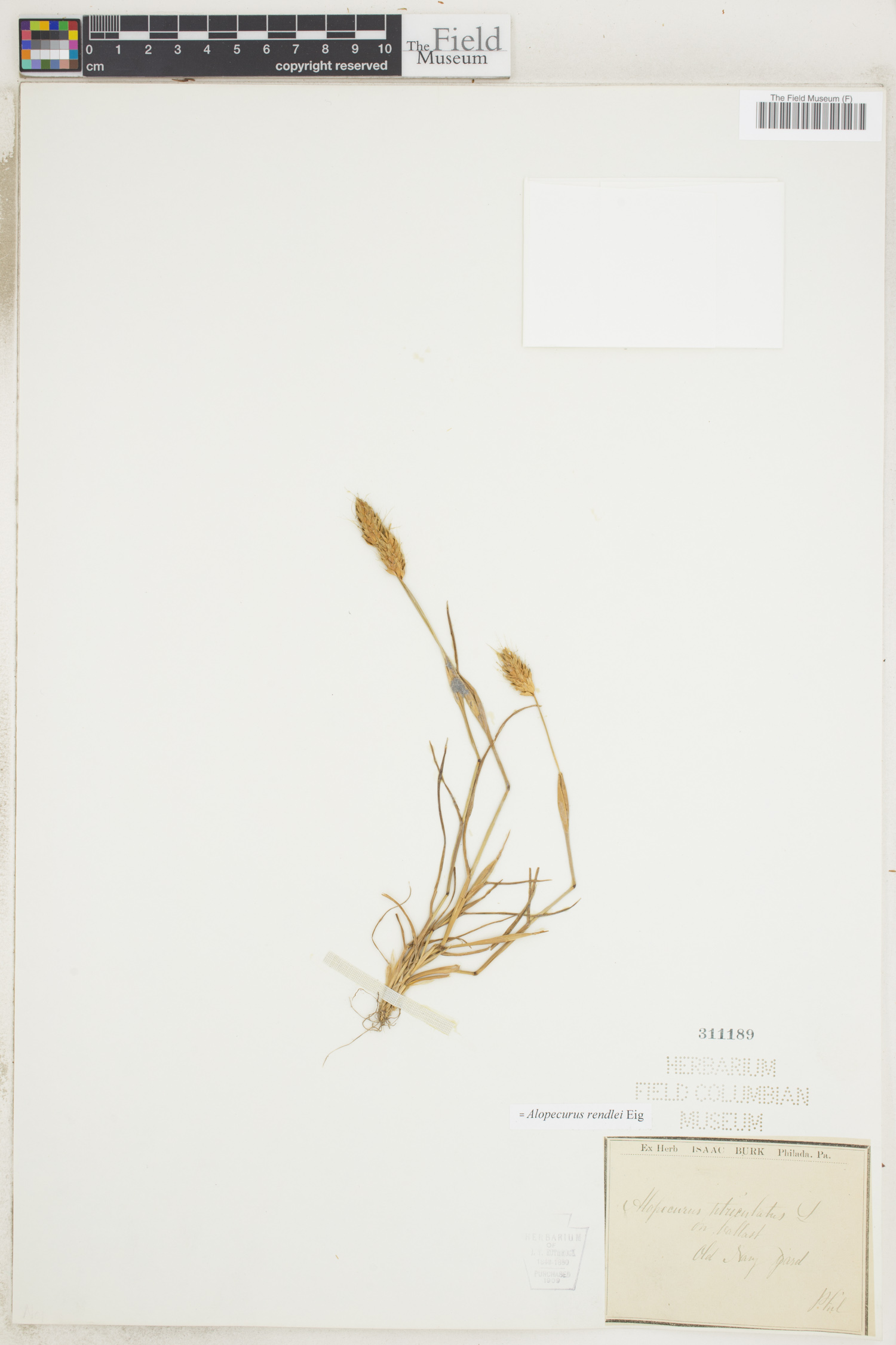 SEINet Portal Network - Alopecurus rendlei