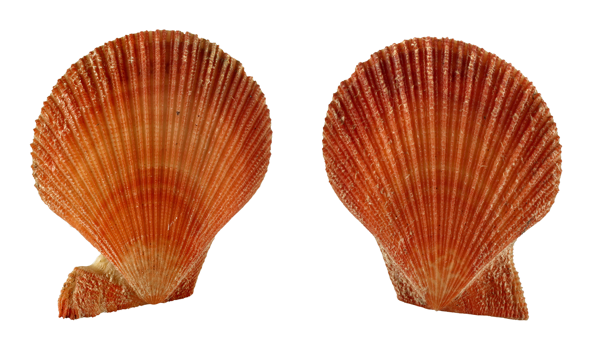 FMNH 183474 | Zoological Collections
