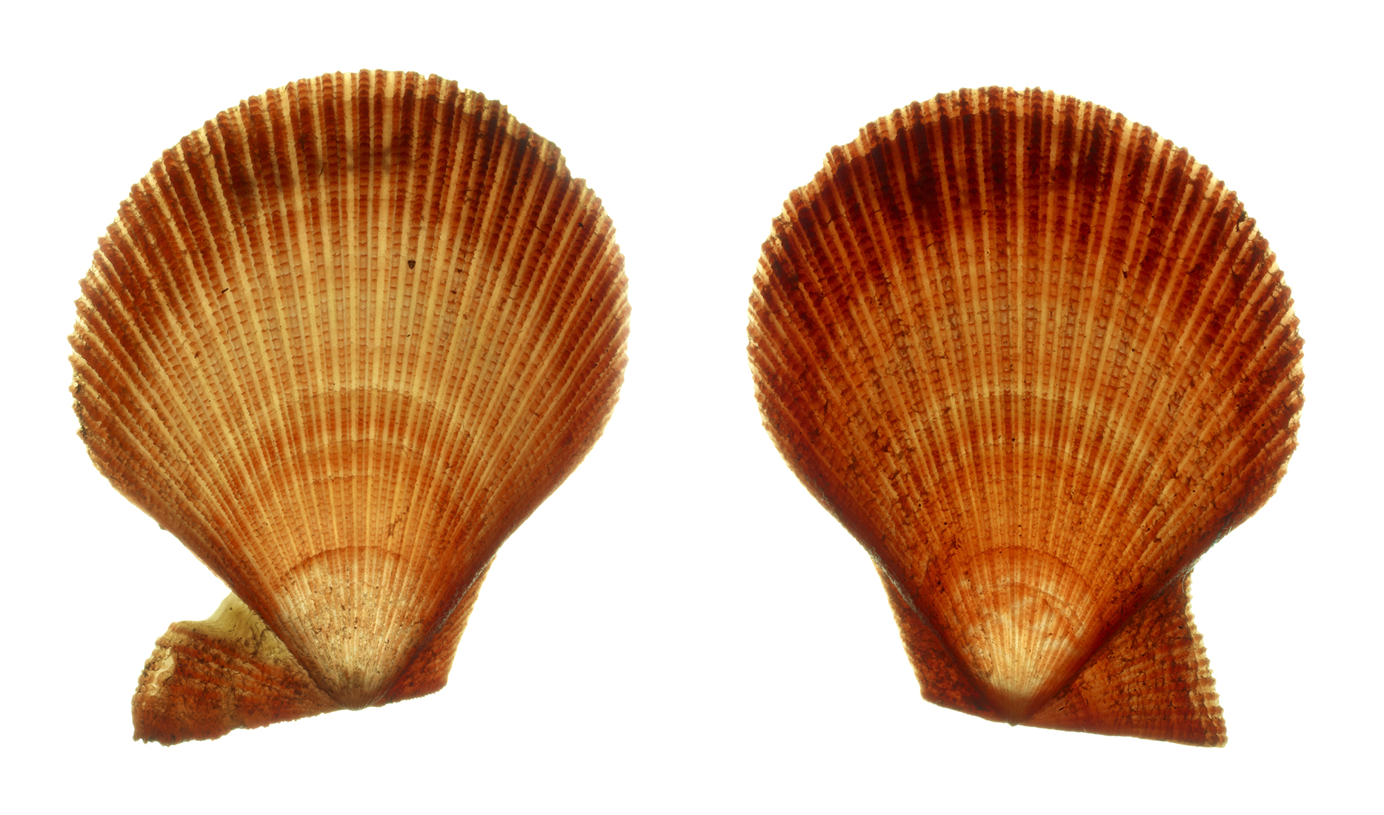 FMNH 183474 | Zoological Collections