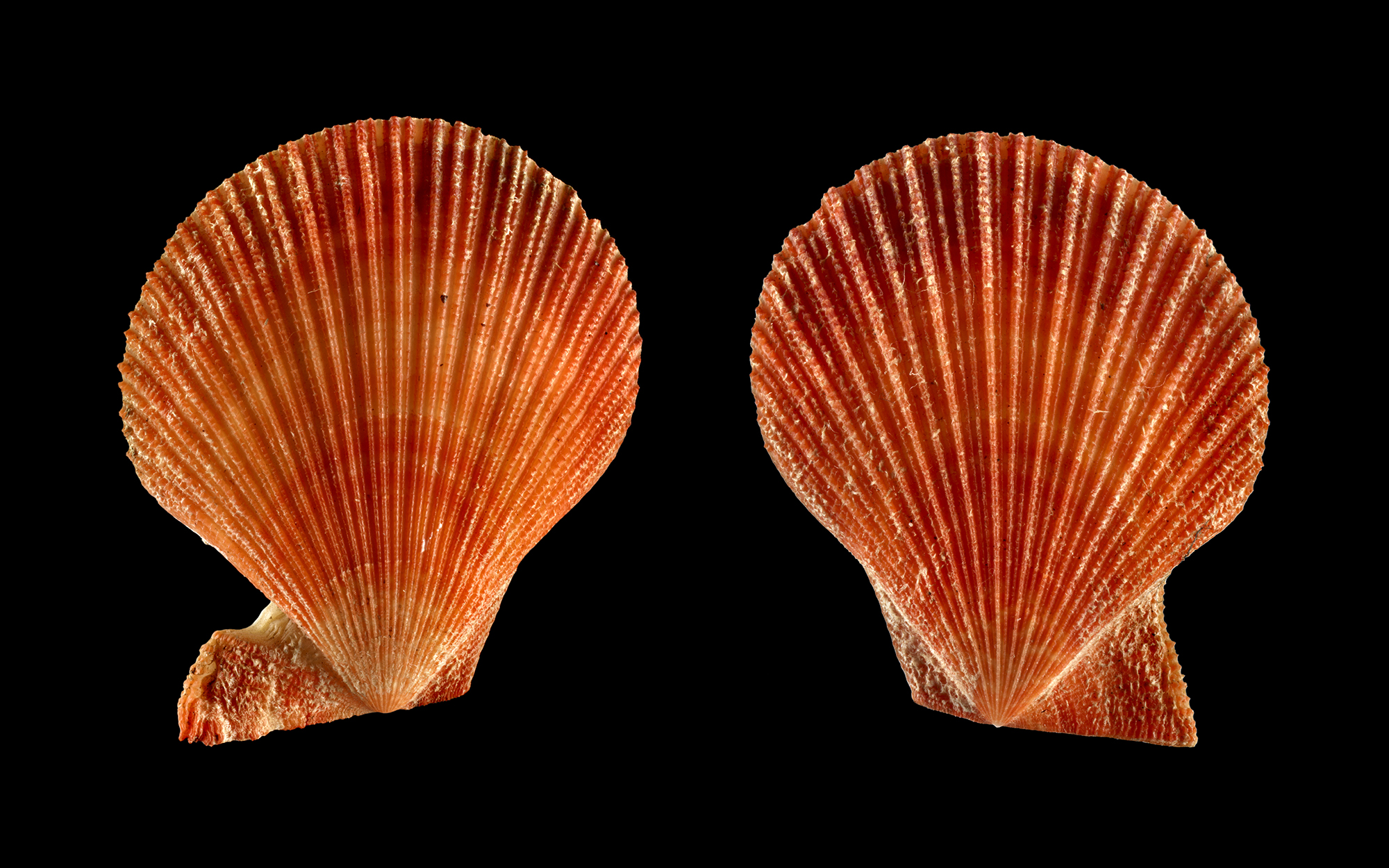 FMNH 183474 | Zoological Collections