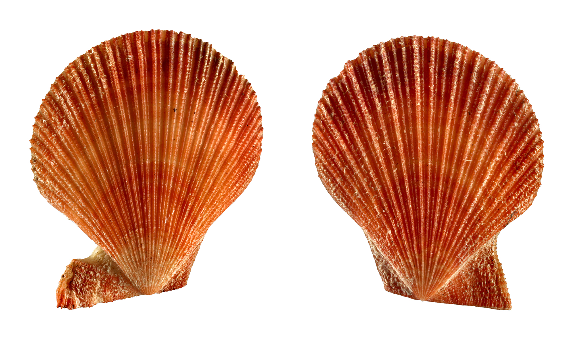 FMNH 183474 | Zoological Collections