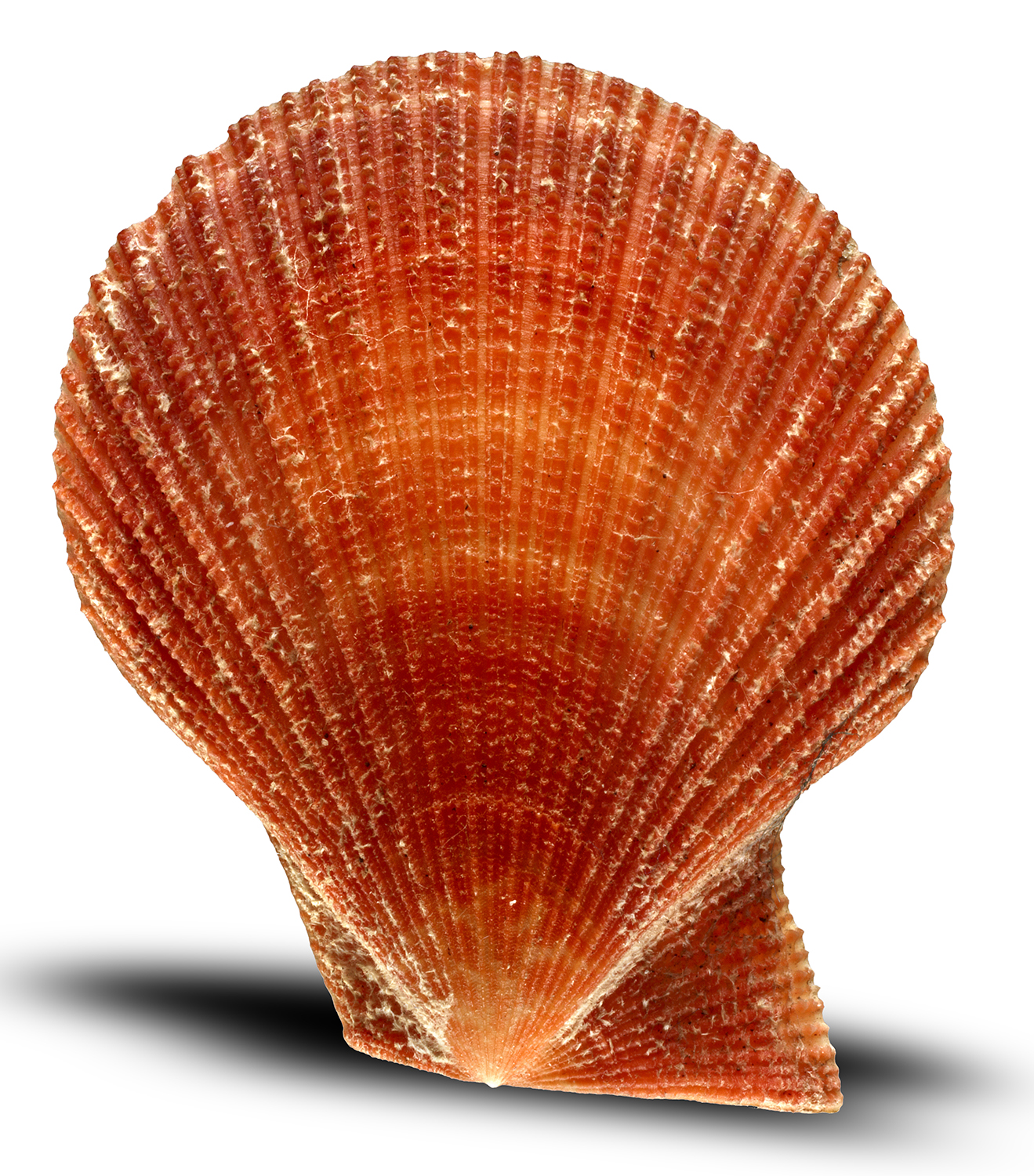 FMNH 183474 | Zoological Collections