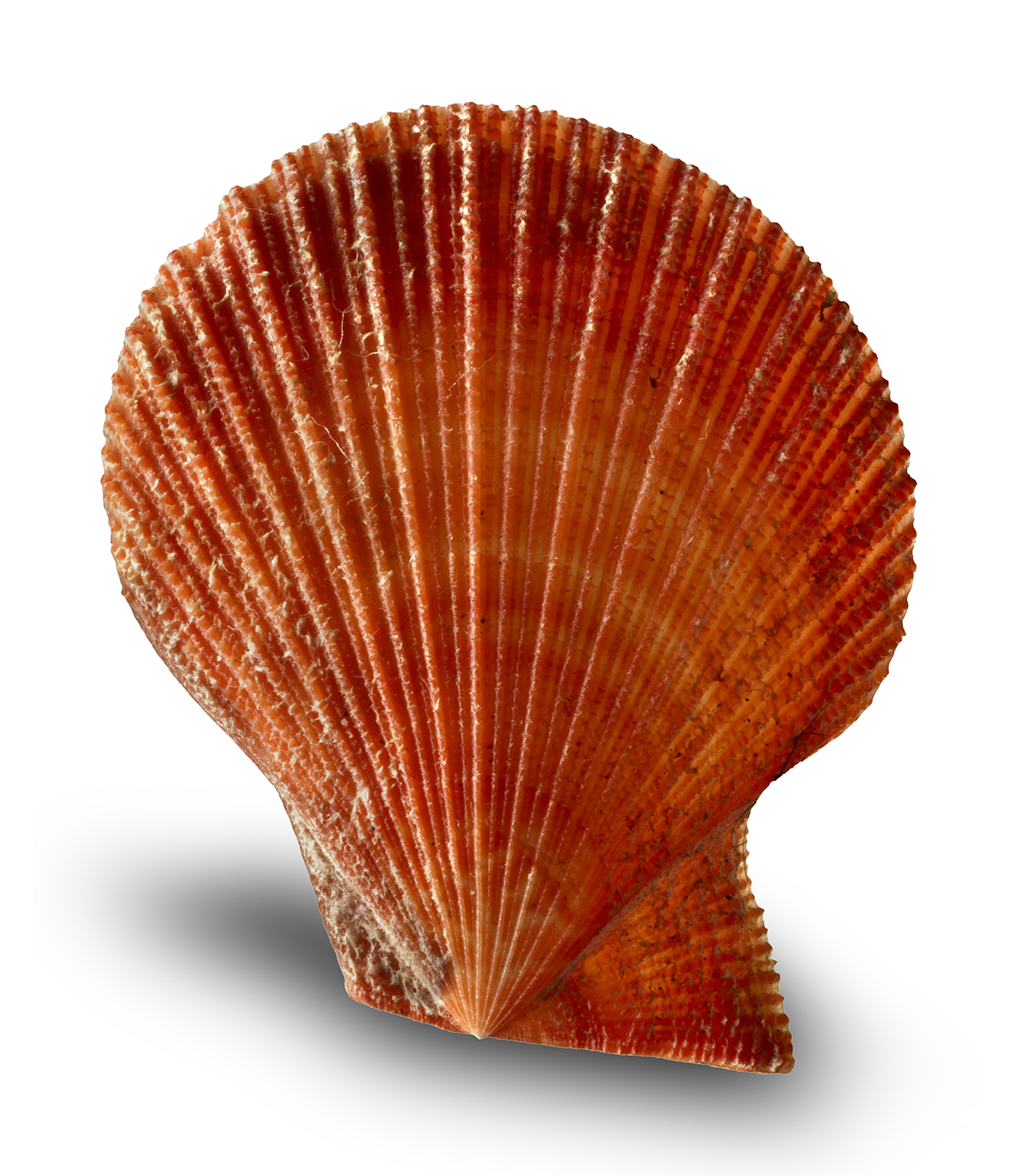 FMNH 183474 | Zoological Collections