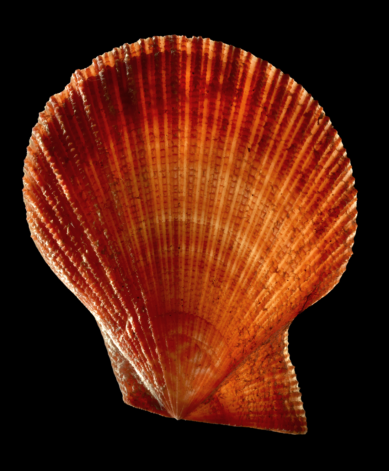 FMNH 183474 | Zoological Collections