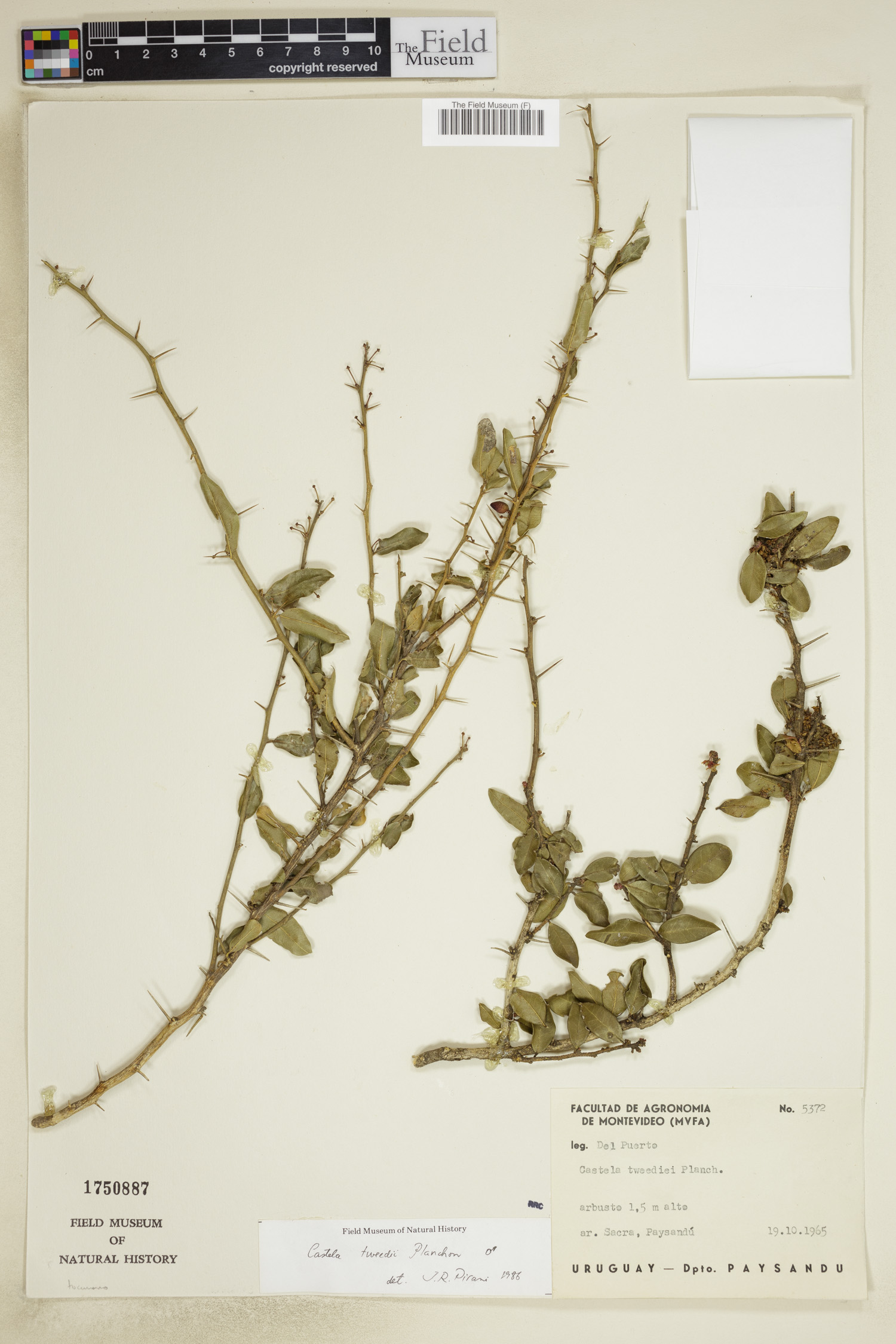 Castela tweedii Planch.