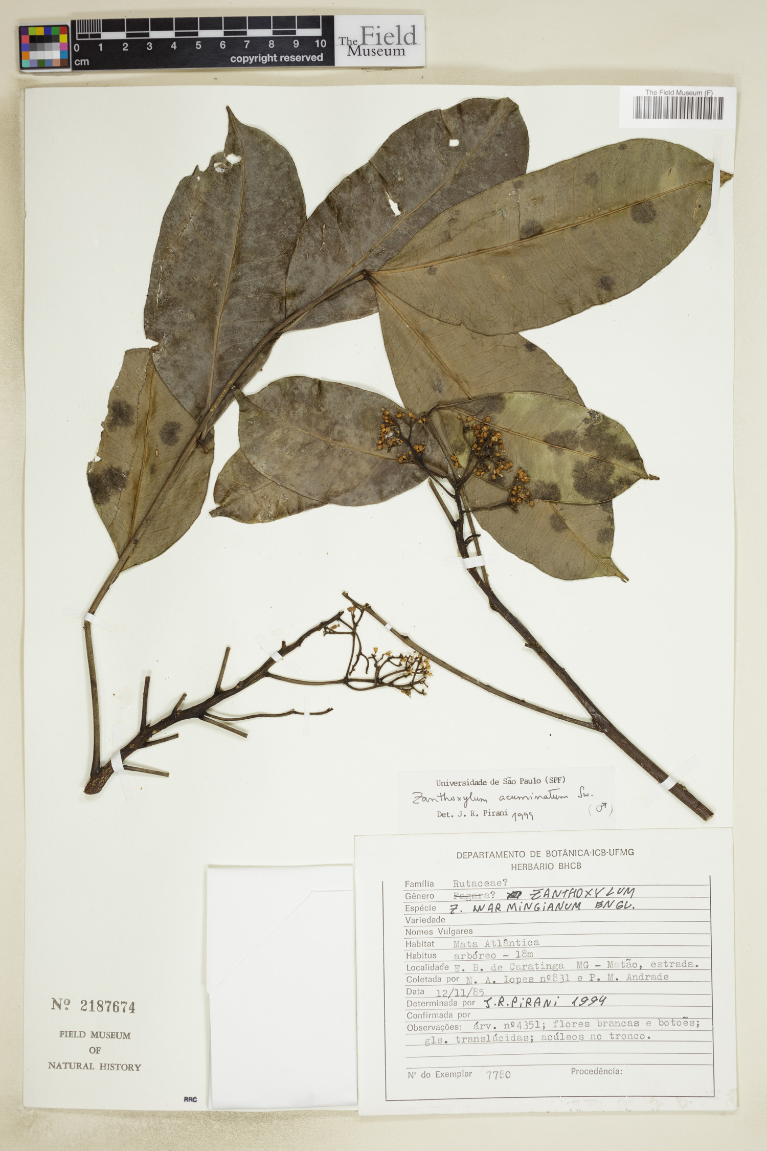 HVAA Detailed Collection Record Information