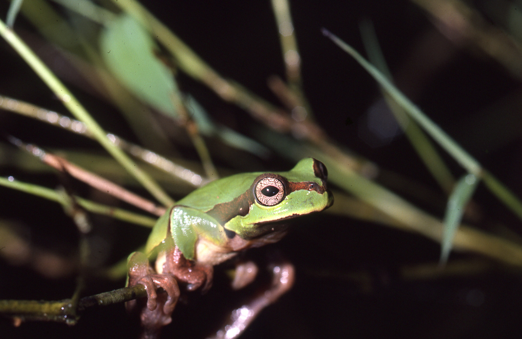 Hyla annectans (Jerdon, 1870)
