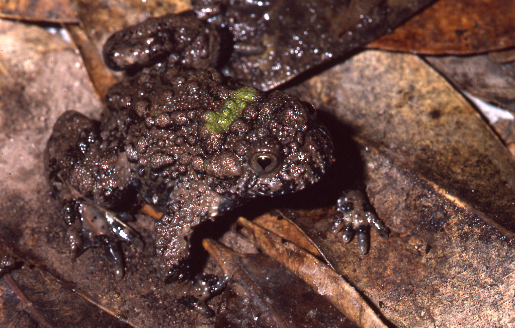 Bombina maxima (Boulenger, 1905)