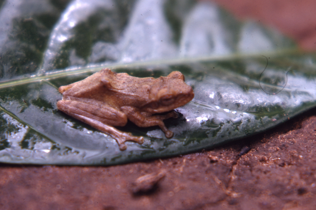 Chiromantis nongkhorensis (Cochran, 1927)