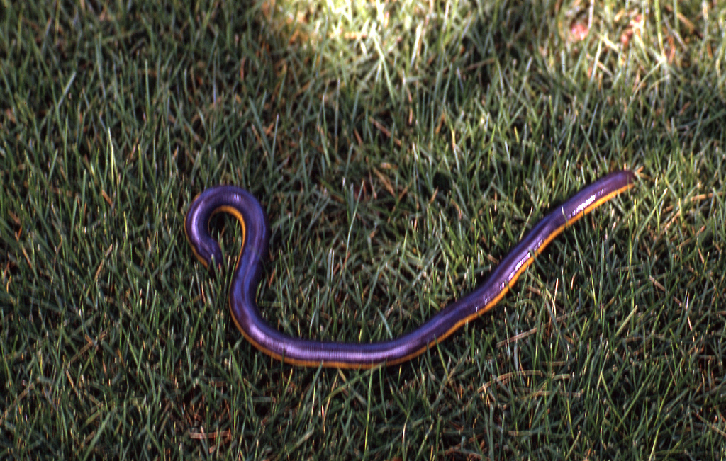 Ichthyophis glutinosus (Linnaeus, 1758)