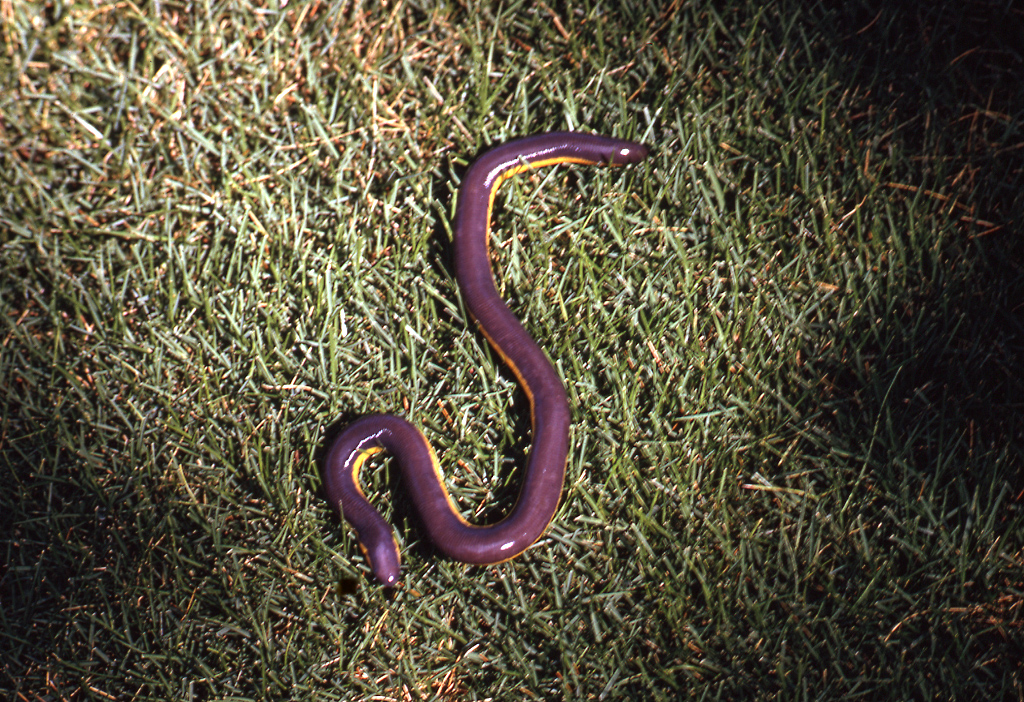 Ichthyophis glutinosus (Linnaeus, 1758)