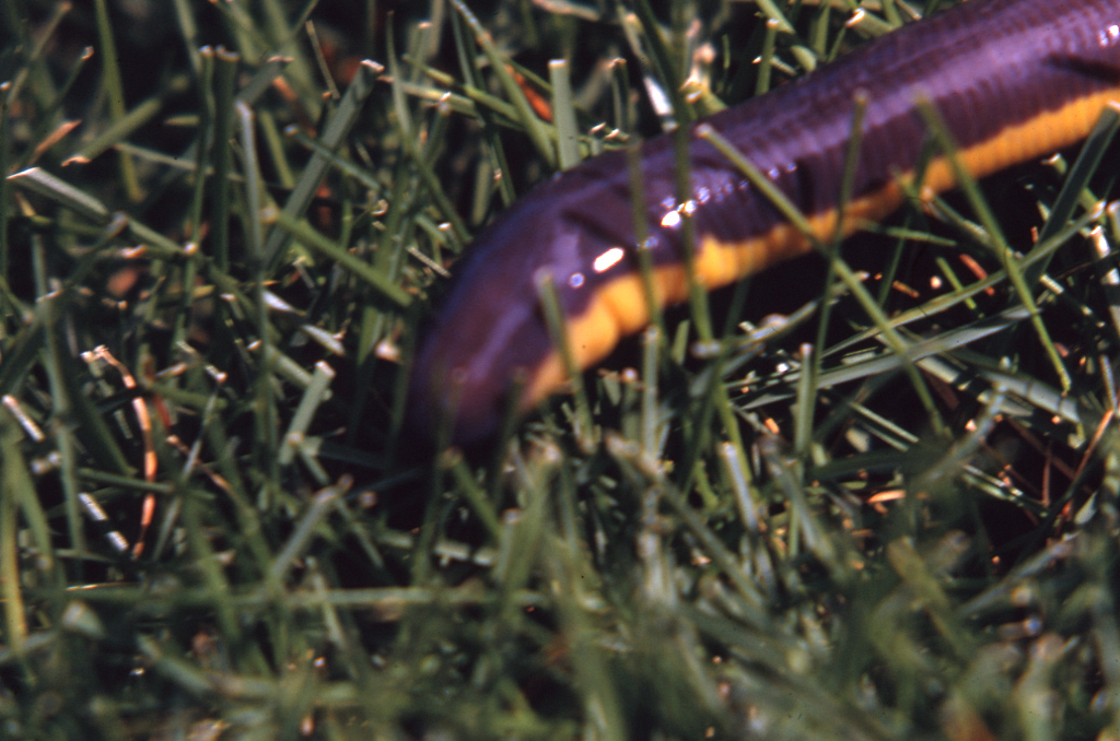 Ichthyophis glutinosus (Linnaeus, 1758)