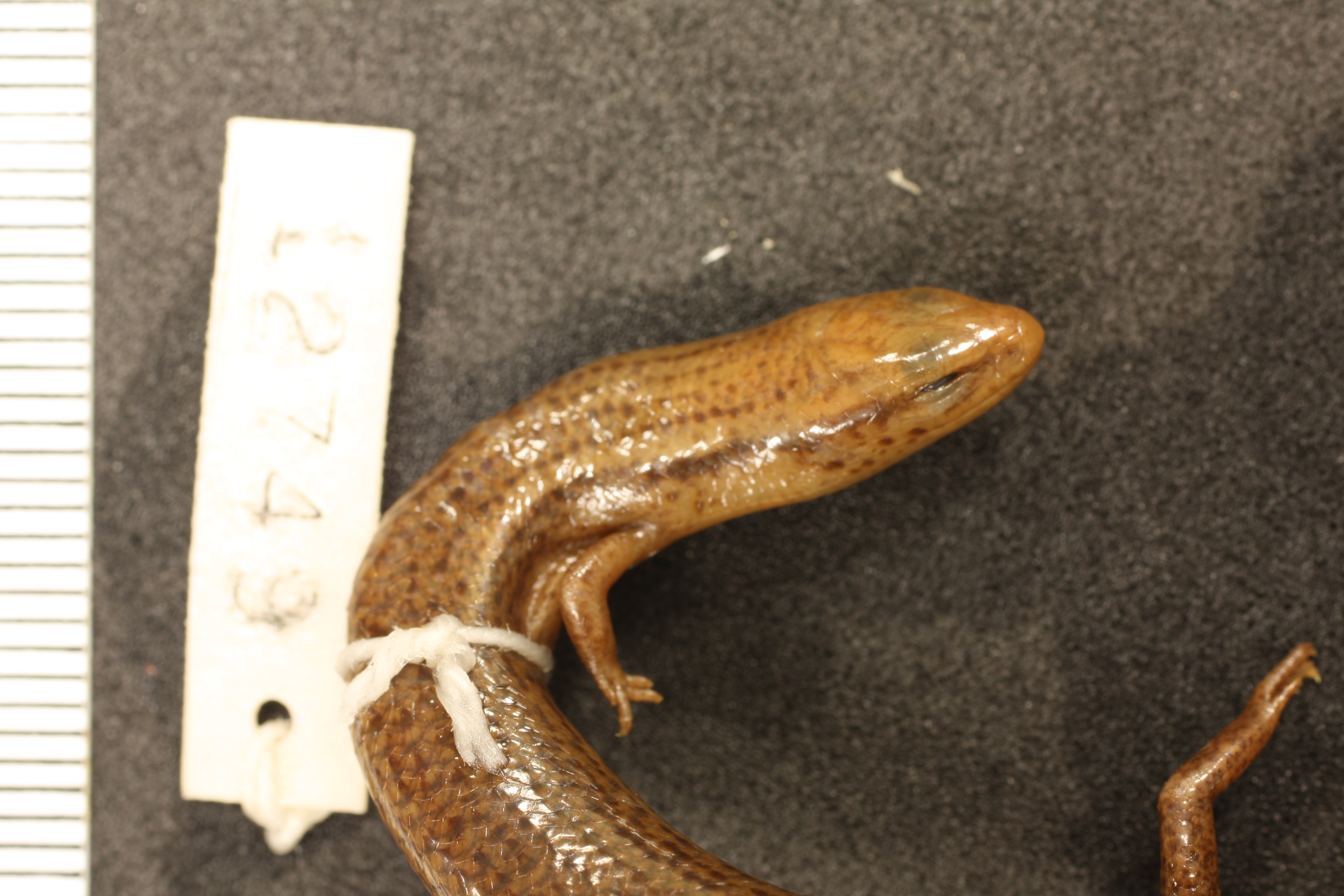 FMNH 12749 | Zoological Collections